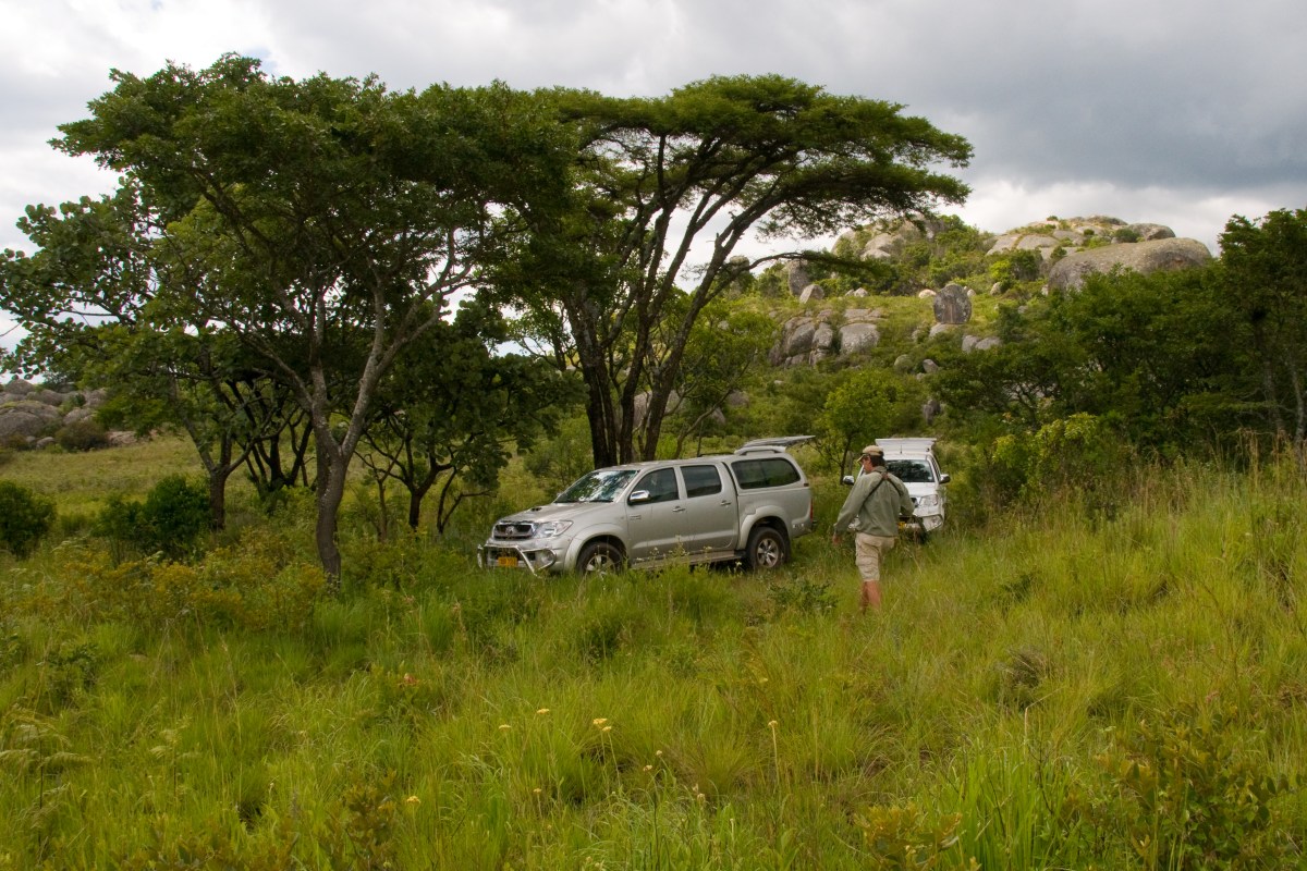 Zimbabwe | Mostly Birding