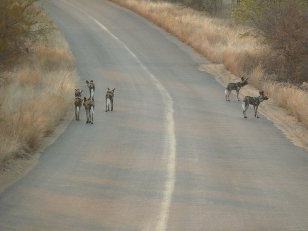 Letaba | Mostly Birding