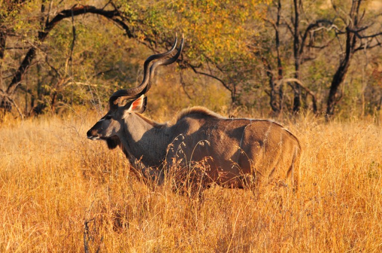 Tamboti Tented camp | Mostly Birding