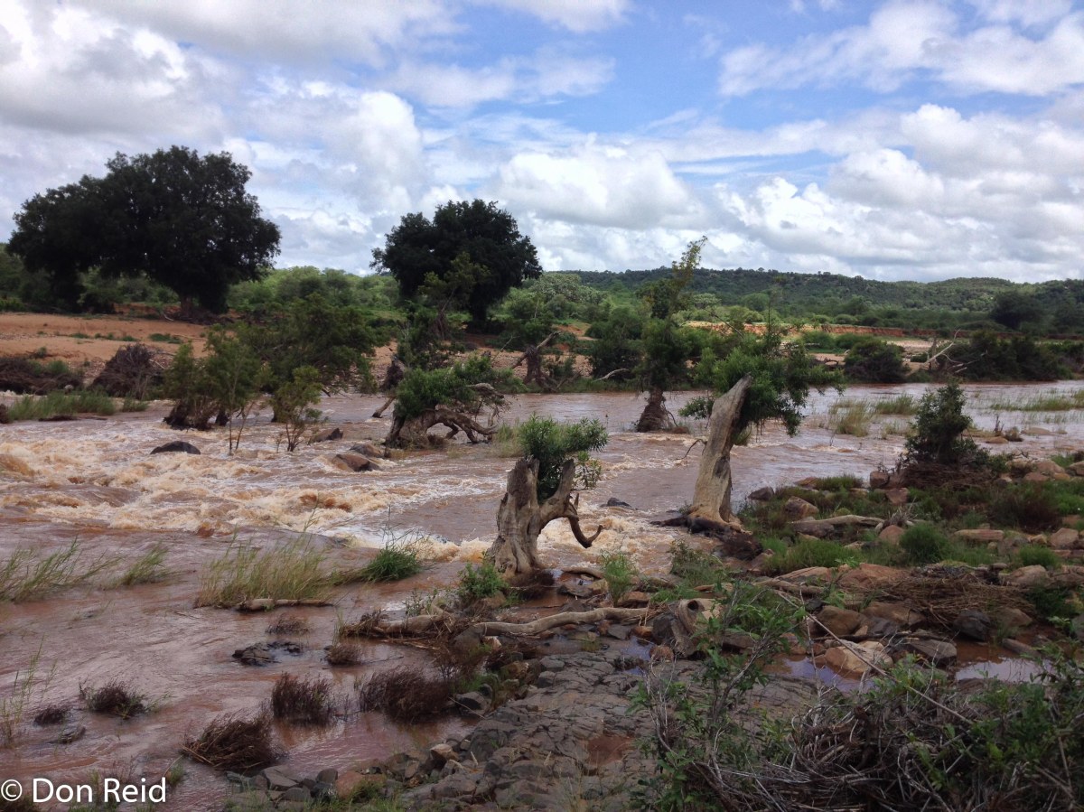Kruger Park Birding – Pafuri and Punda Maria | Mostly Birding