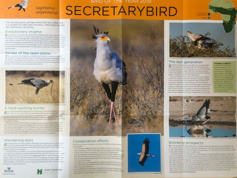 Secretary Bird – Bird of the Year 2019 | Mostly Birding