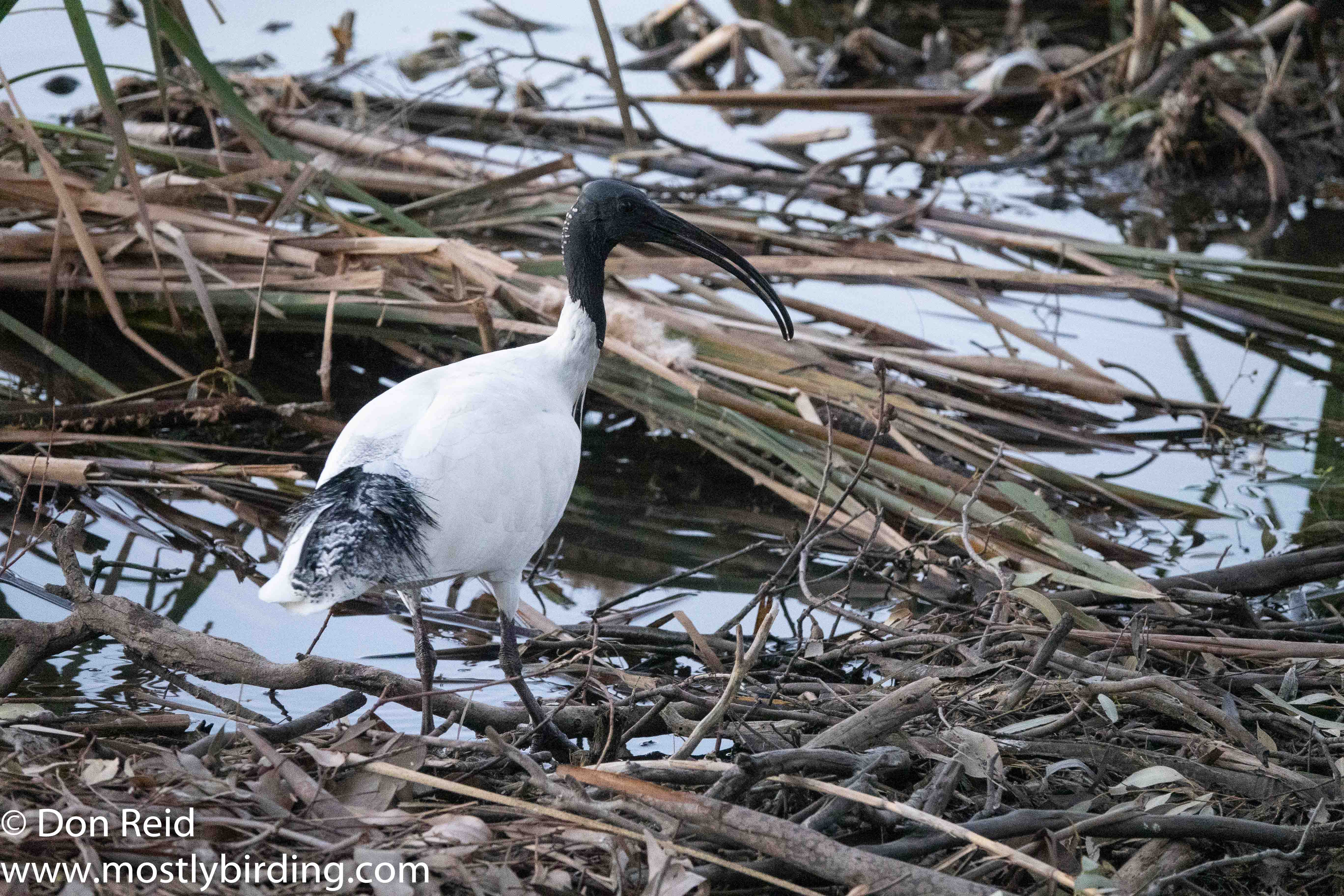 Australian Adventure – The Birds of Australia – 3 | Mostly Birding