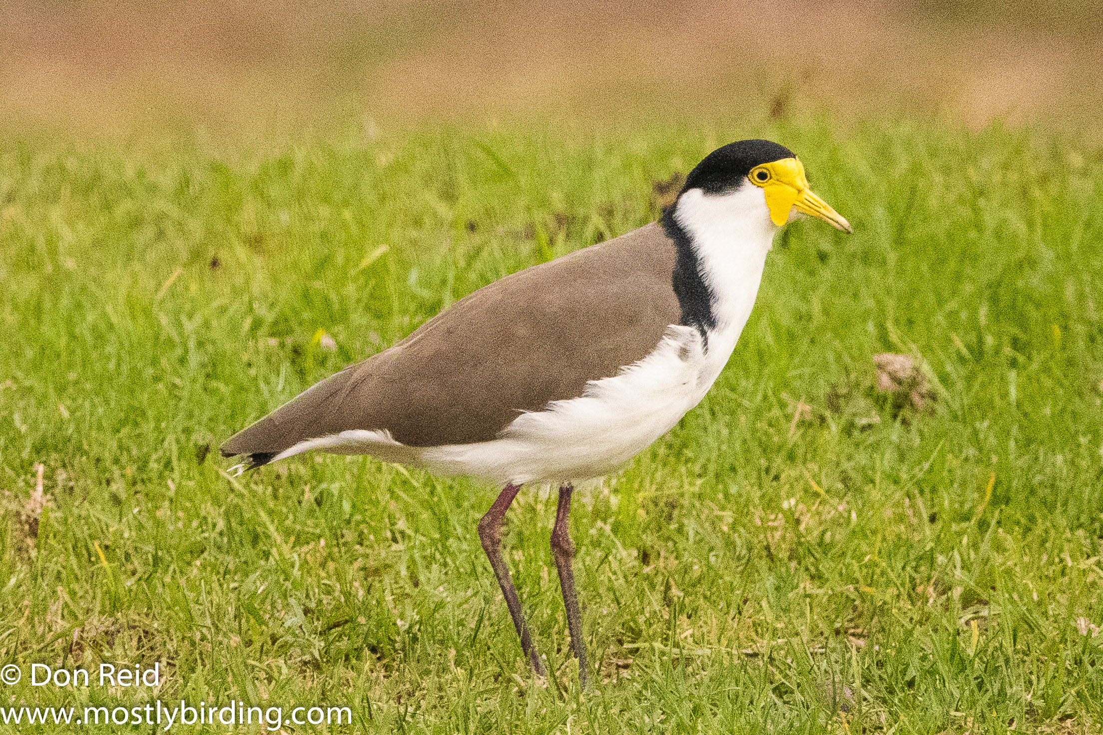 Australian Adventure – The Birds of Australia – 3 | Mostly Birding