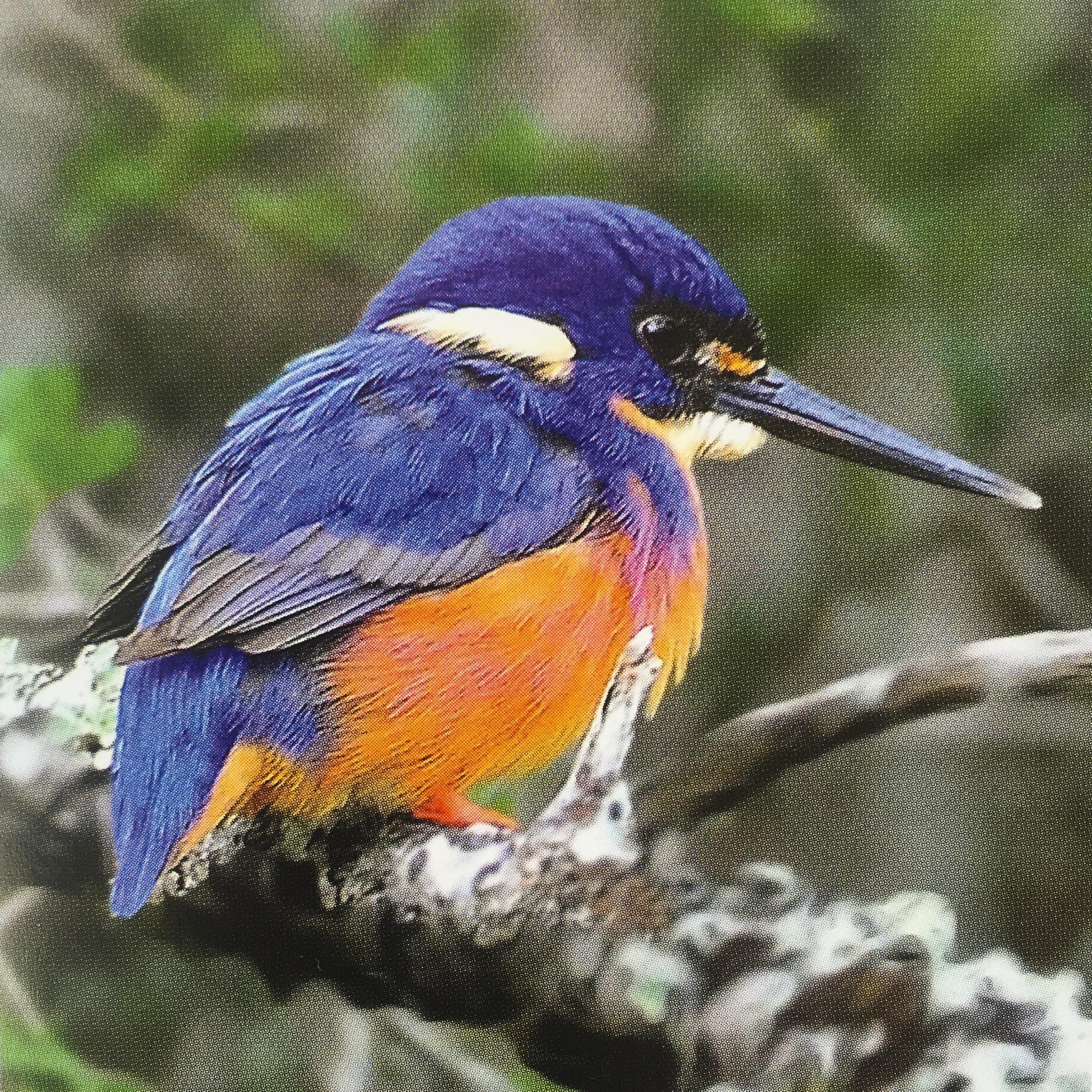 Australian Adventure – The Birds of Australia – 3 | Mostly Birding
