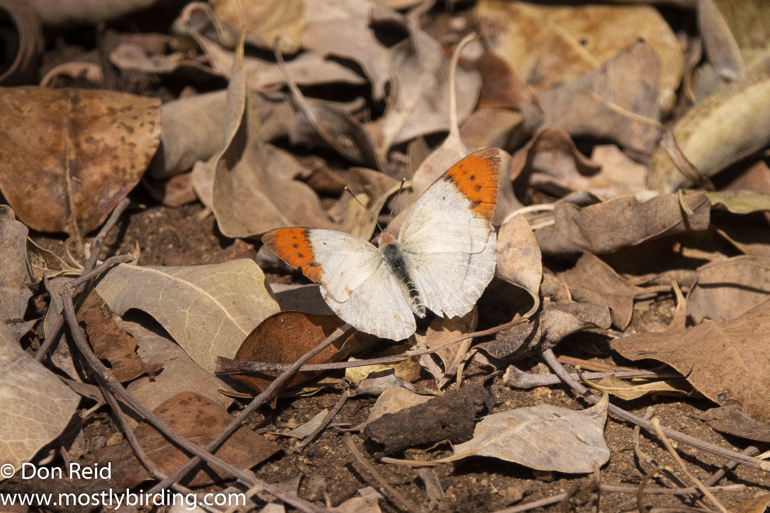 Kruger in Winter – Aloes, Sunbirds, Butterflies and Friends | Mostly ...