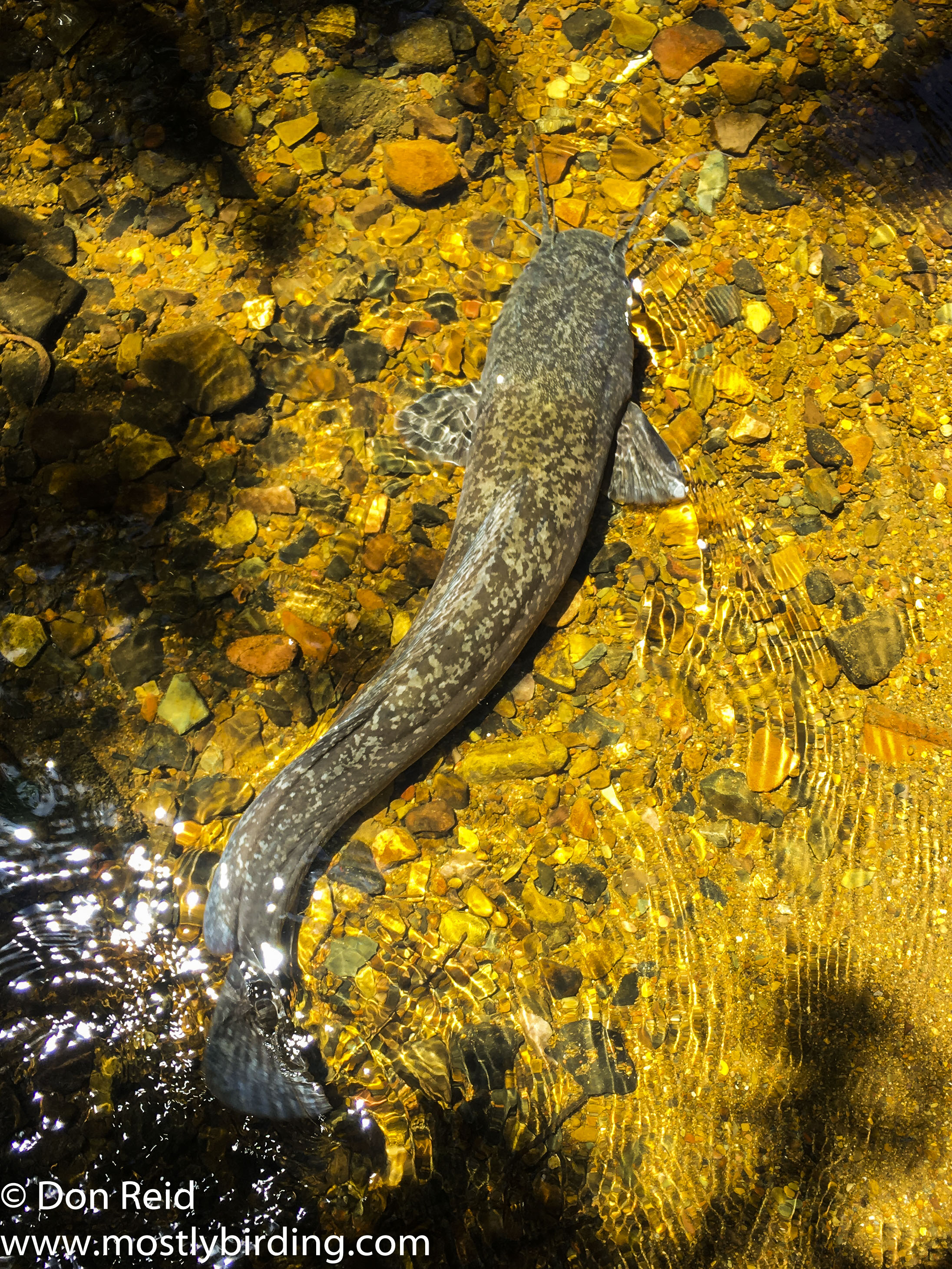 My Atlasing Month – February 2020 (Part One) | Mostly Birding