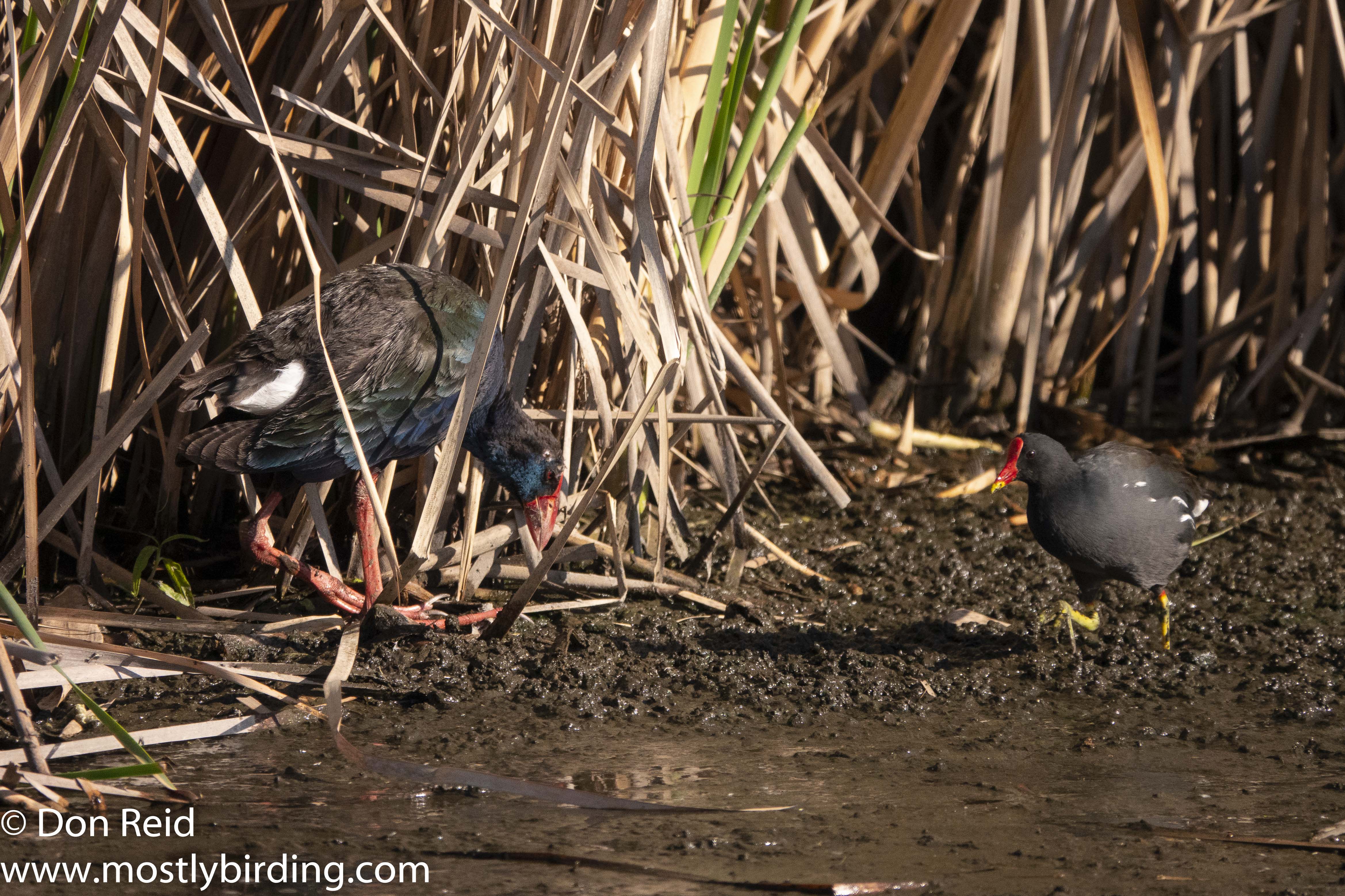 Marievale Bird Sanctuary | Mostly Birding
