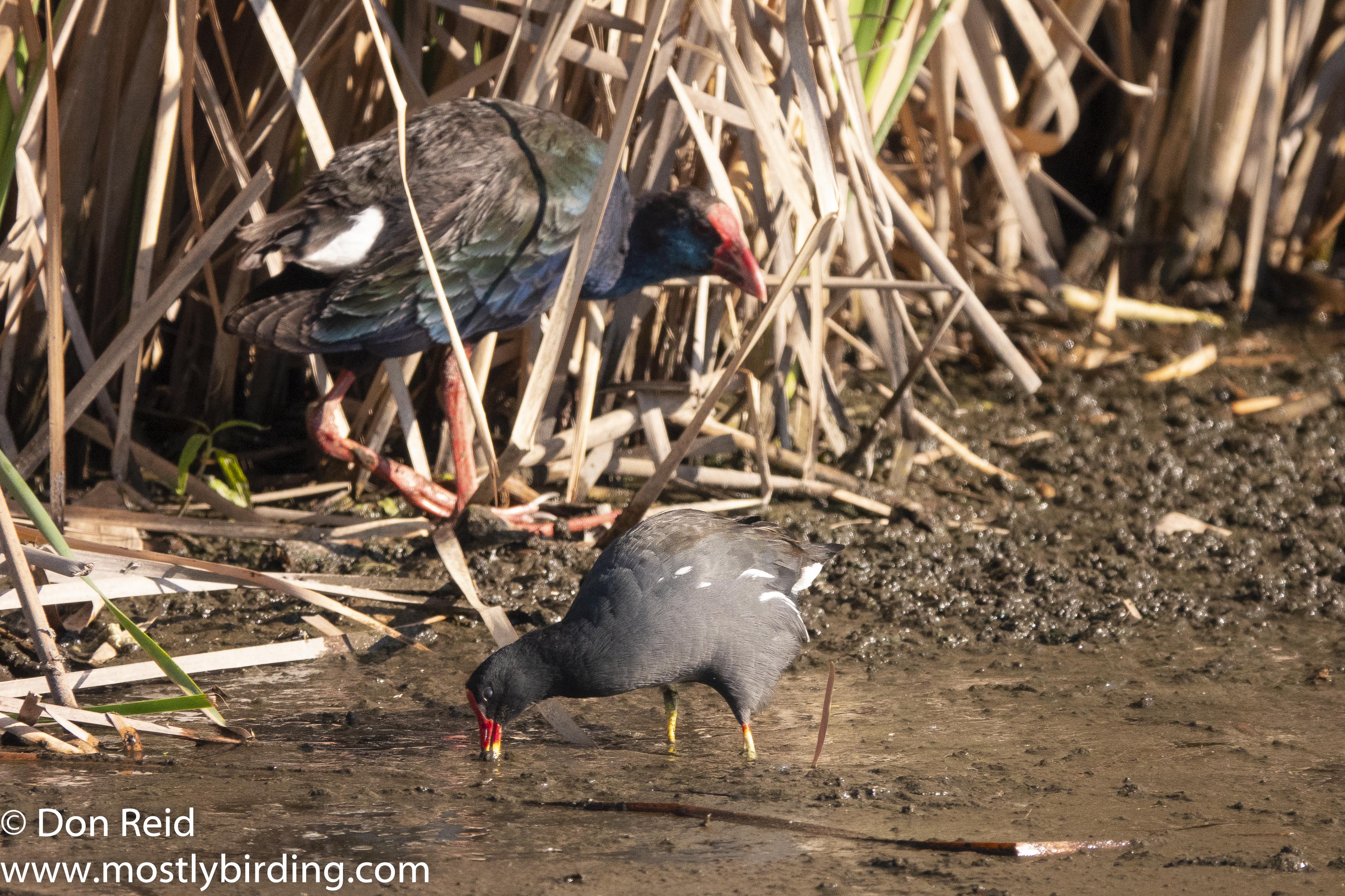 Marievale Bird Sanctuary | Mostly Birding