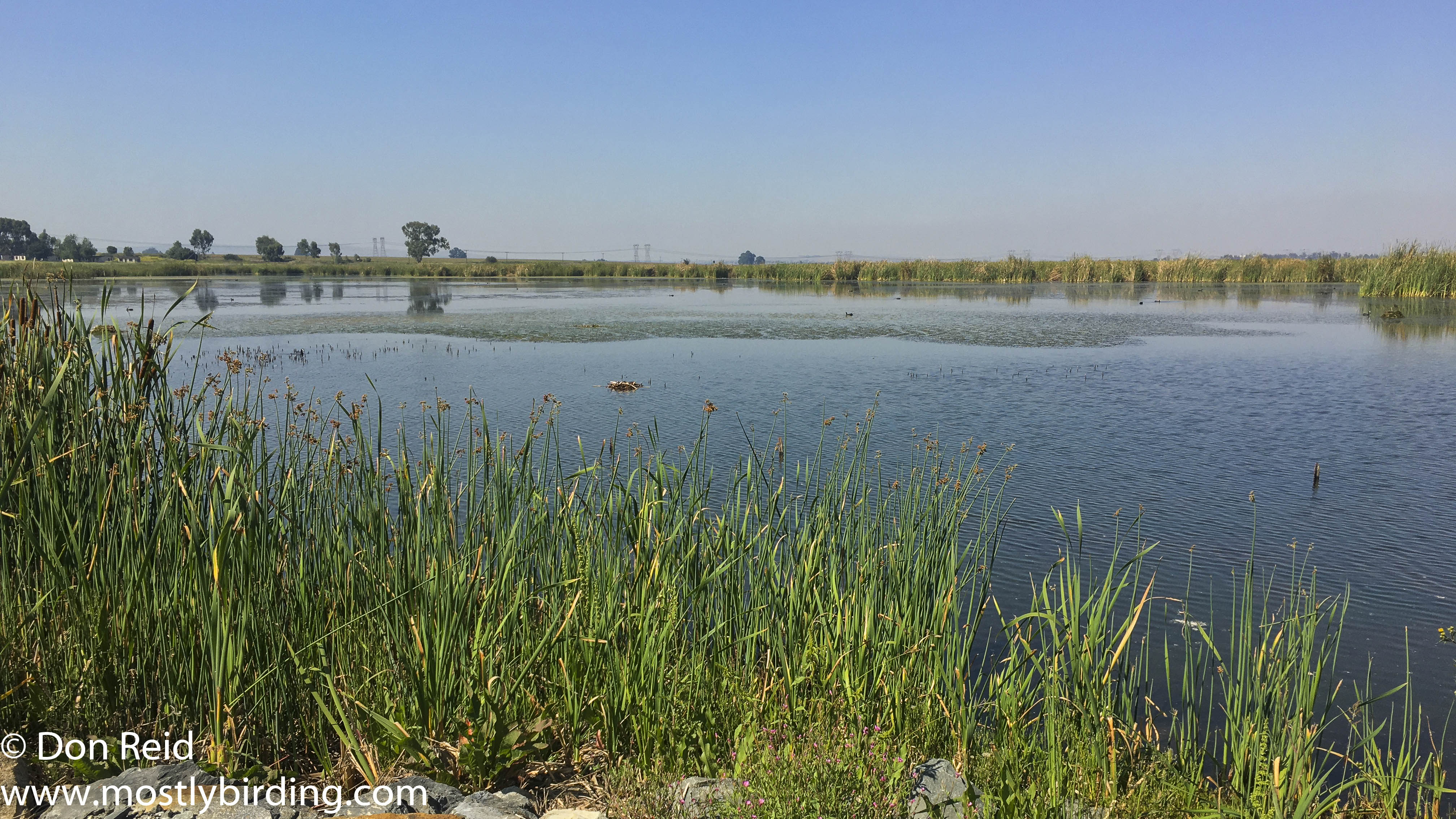 Marievale Bird Sanctuary | Mostly Birding