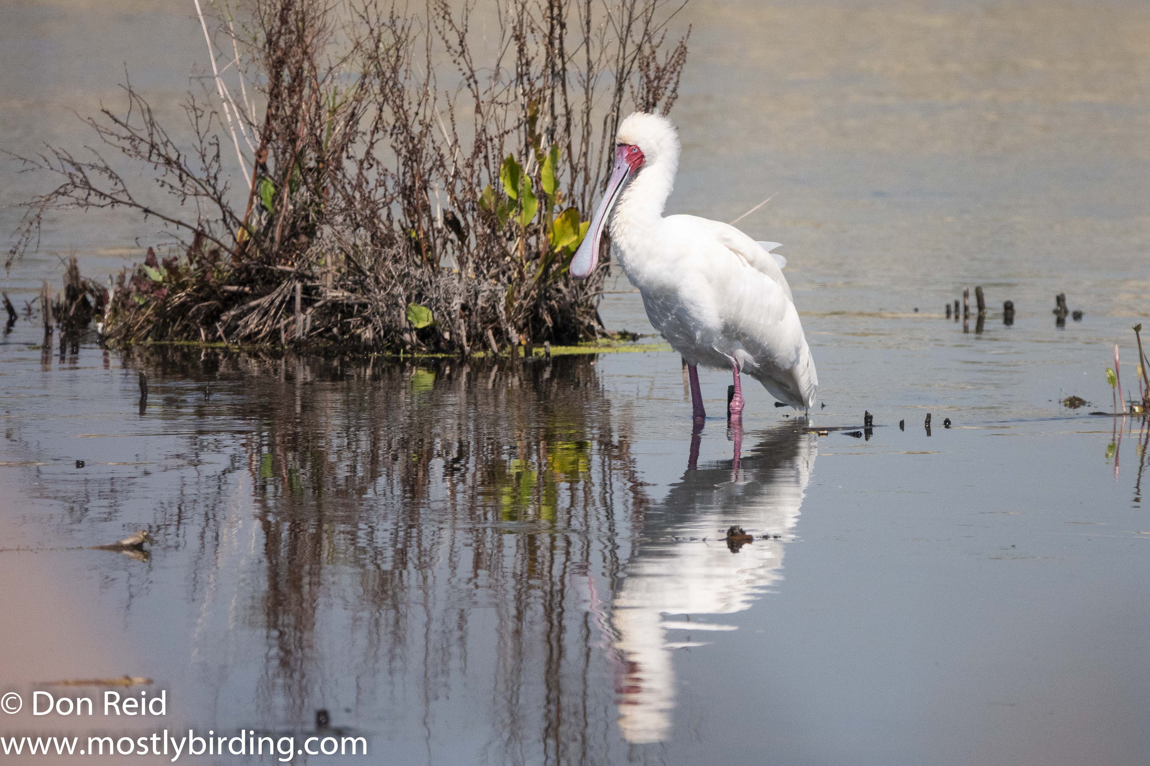 Marievale Bird Sanctuary | Mostly Birding