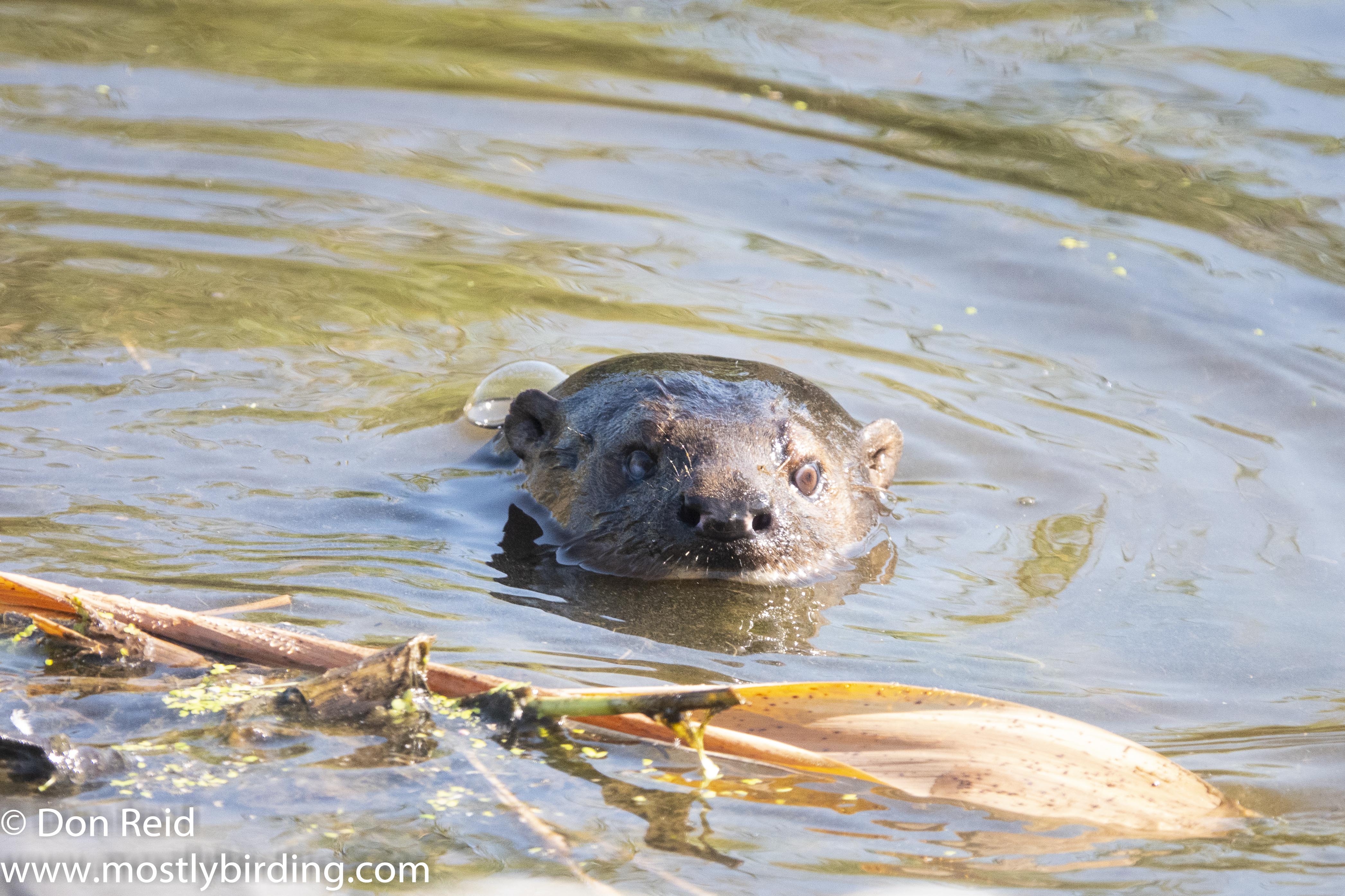 Cape Clawless Otter | Mostly Birding