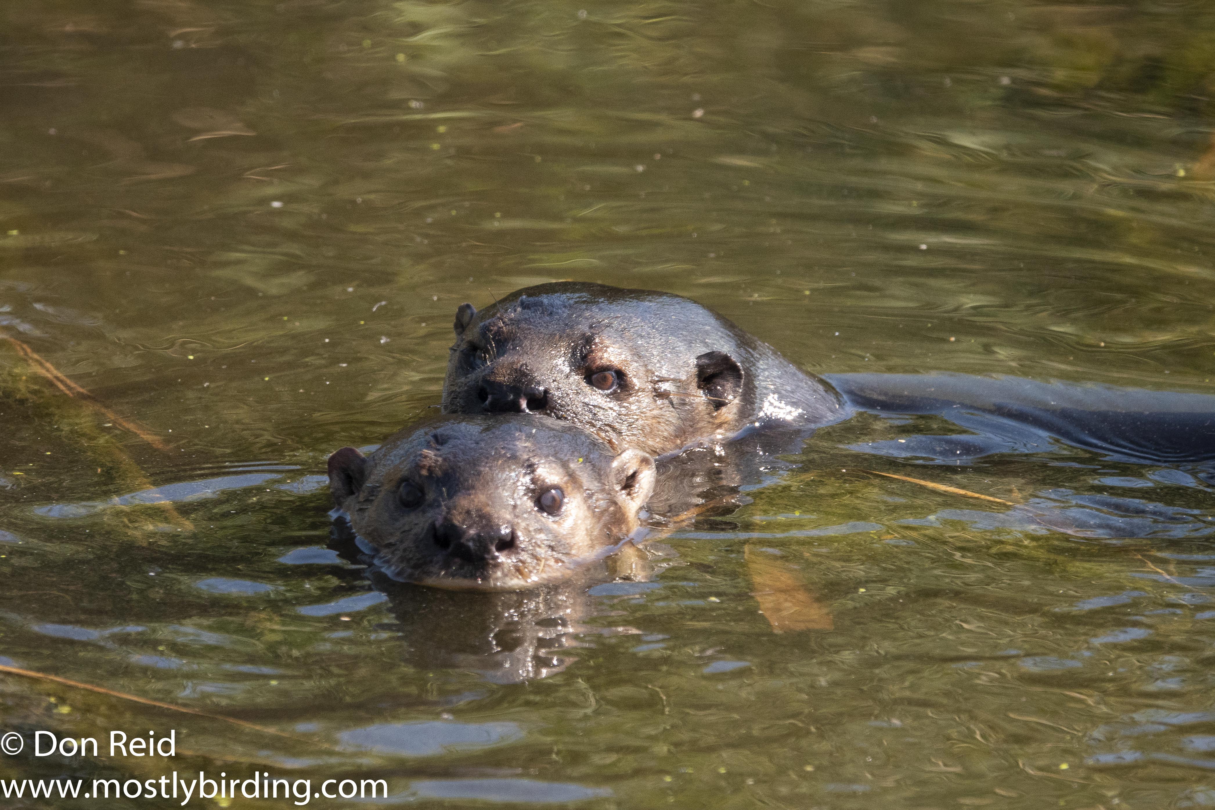 Cape Clawless Otter Mostly Birding 5457