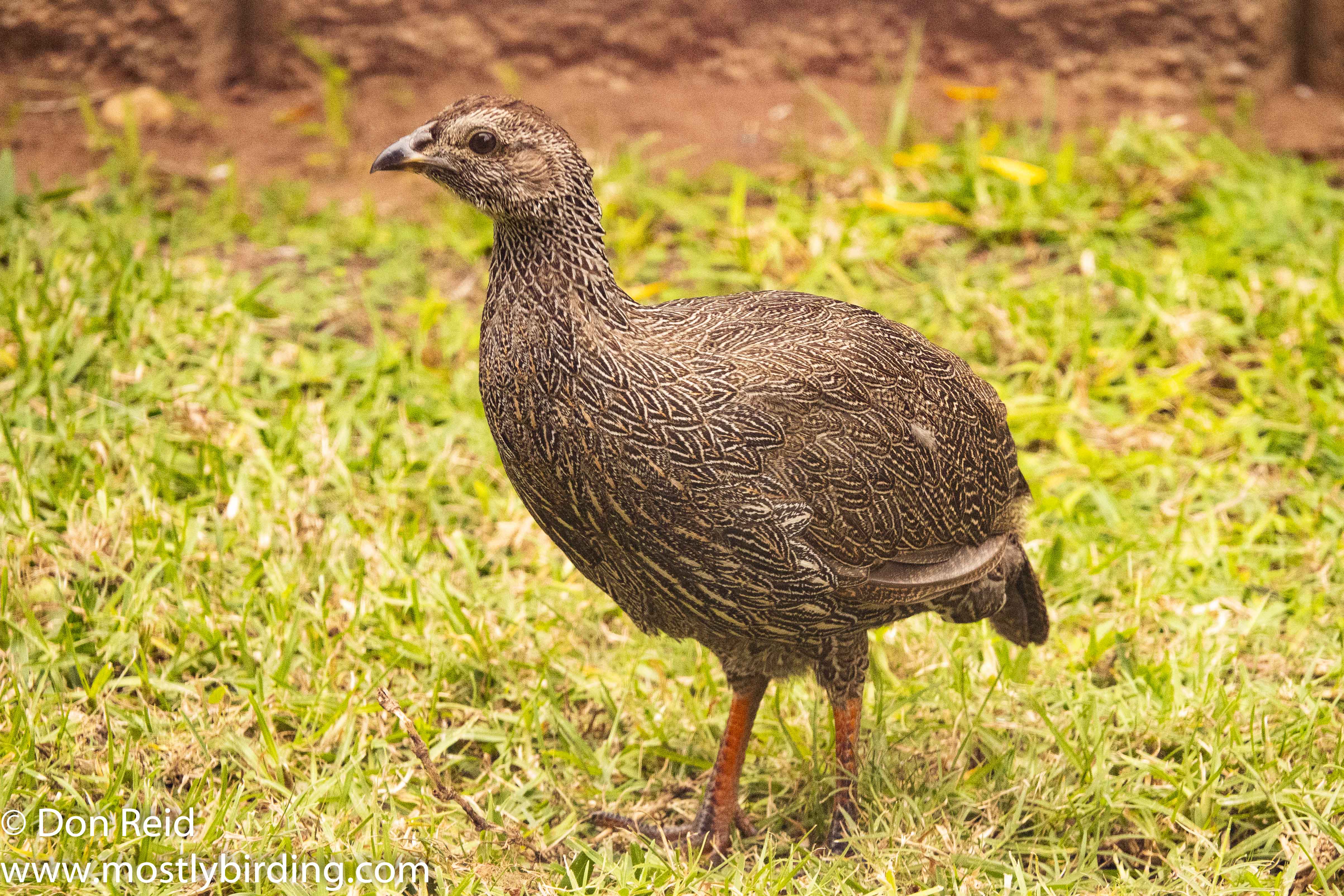 Lockdown …. is for the Birds (Part 1) | Mostly Birding