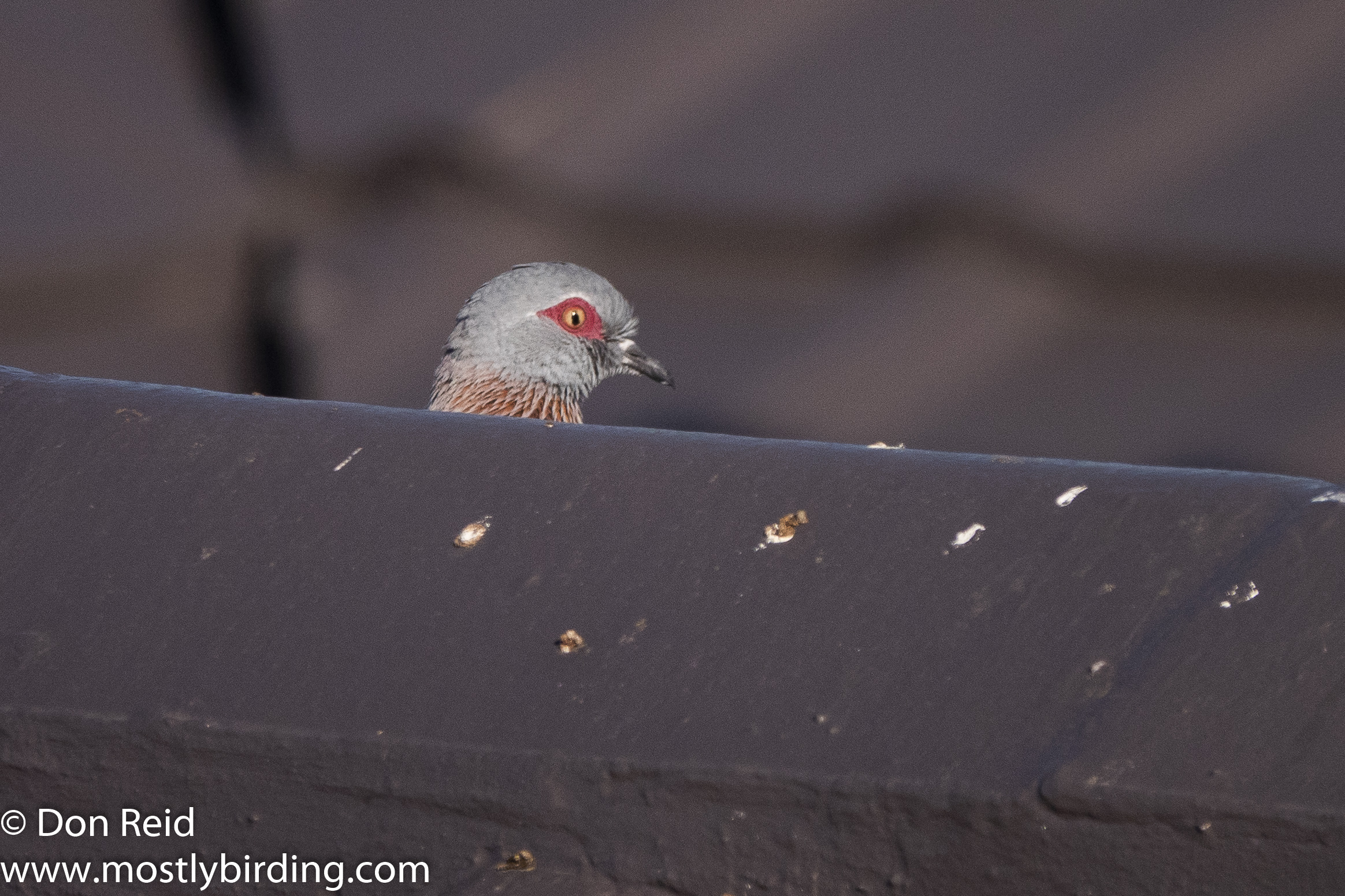 Lockdown …. is for the Birds (Part 1) | Mostly Birding