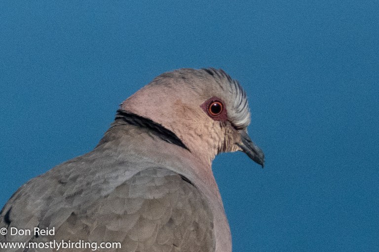 Lockdown …. is for the Birds (Part 1) | Mostly Birding