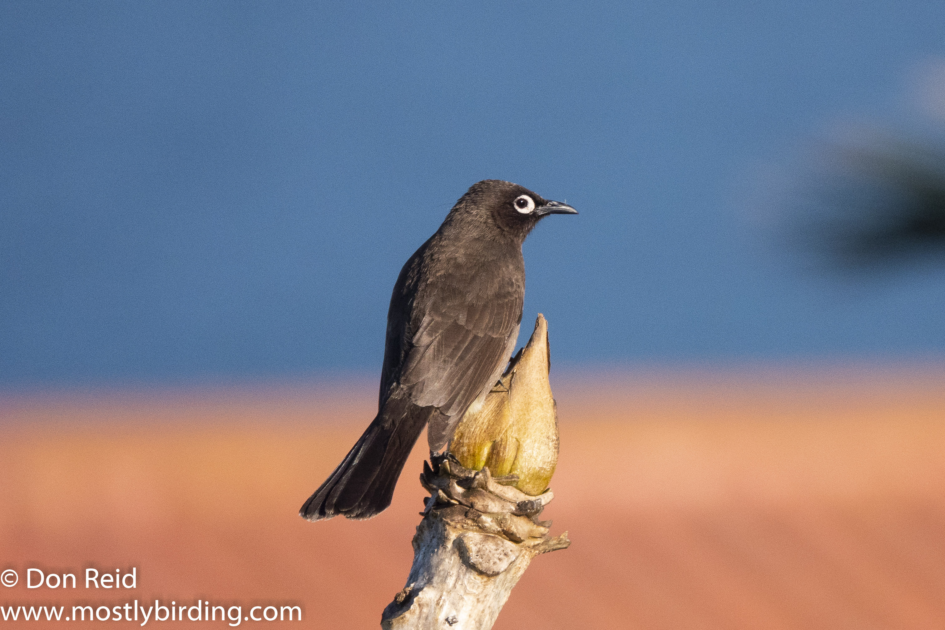 Lockdown …. is for the Birds (Part 1) | Mostly Birding