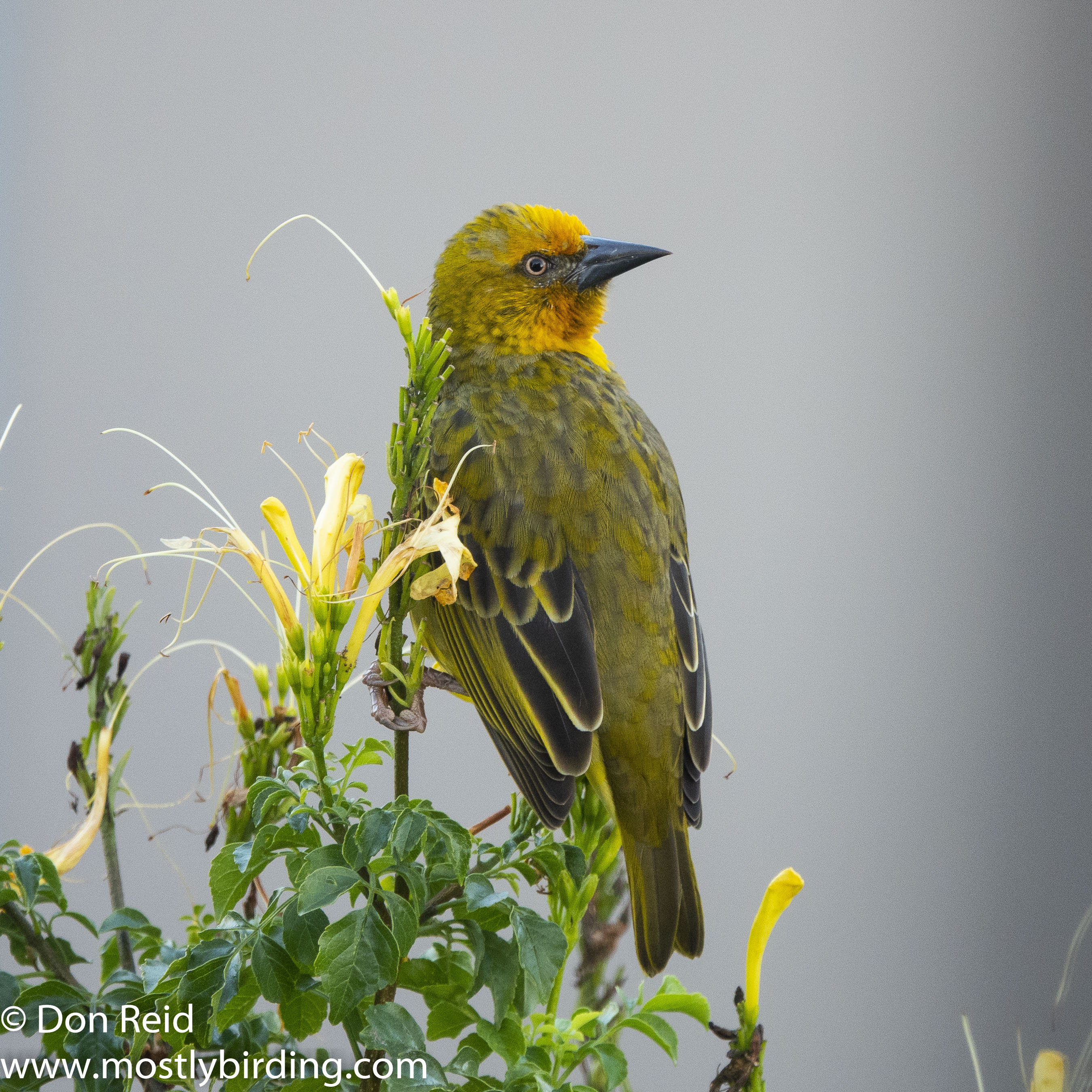 Lockdown …. is for the Birds (Part 1) | Mostly Birding