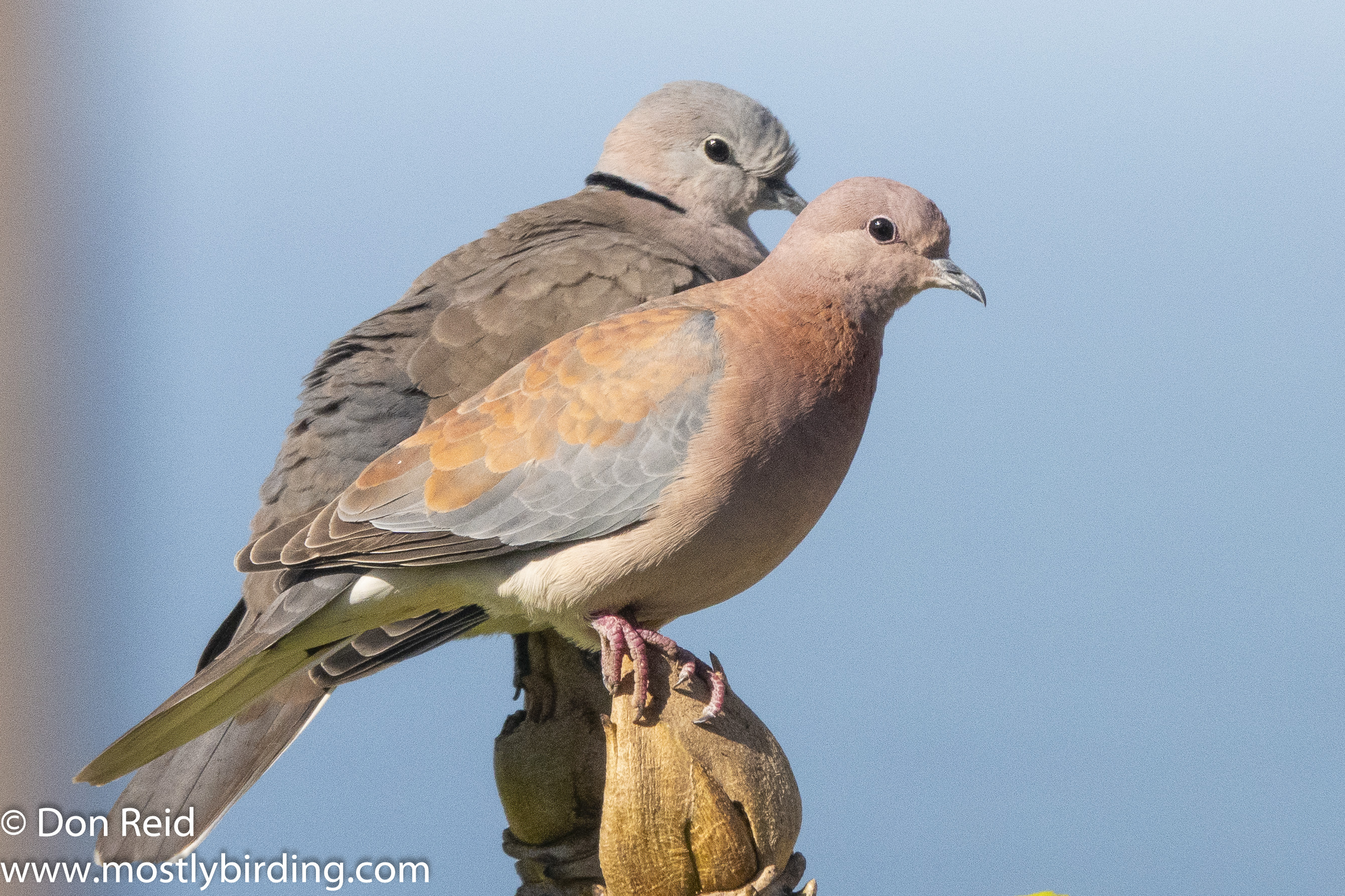 Lockdown …. is for the Birds (Part 1) | Mostly Birding