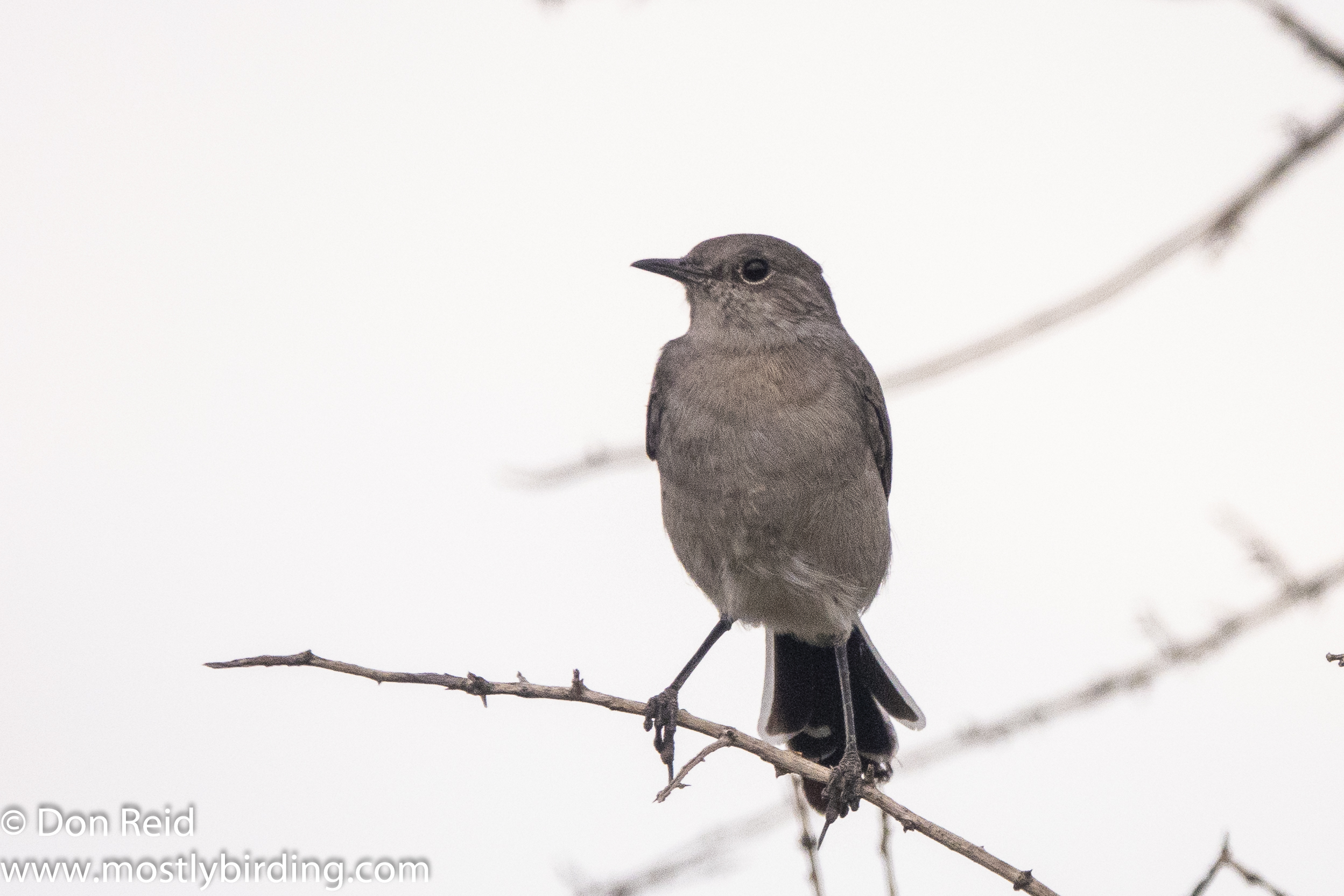 My Atlasing Month – March 2020 (Part 4) | Mostly Birding