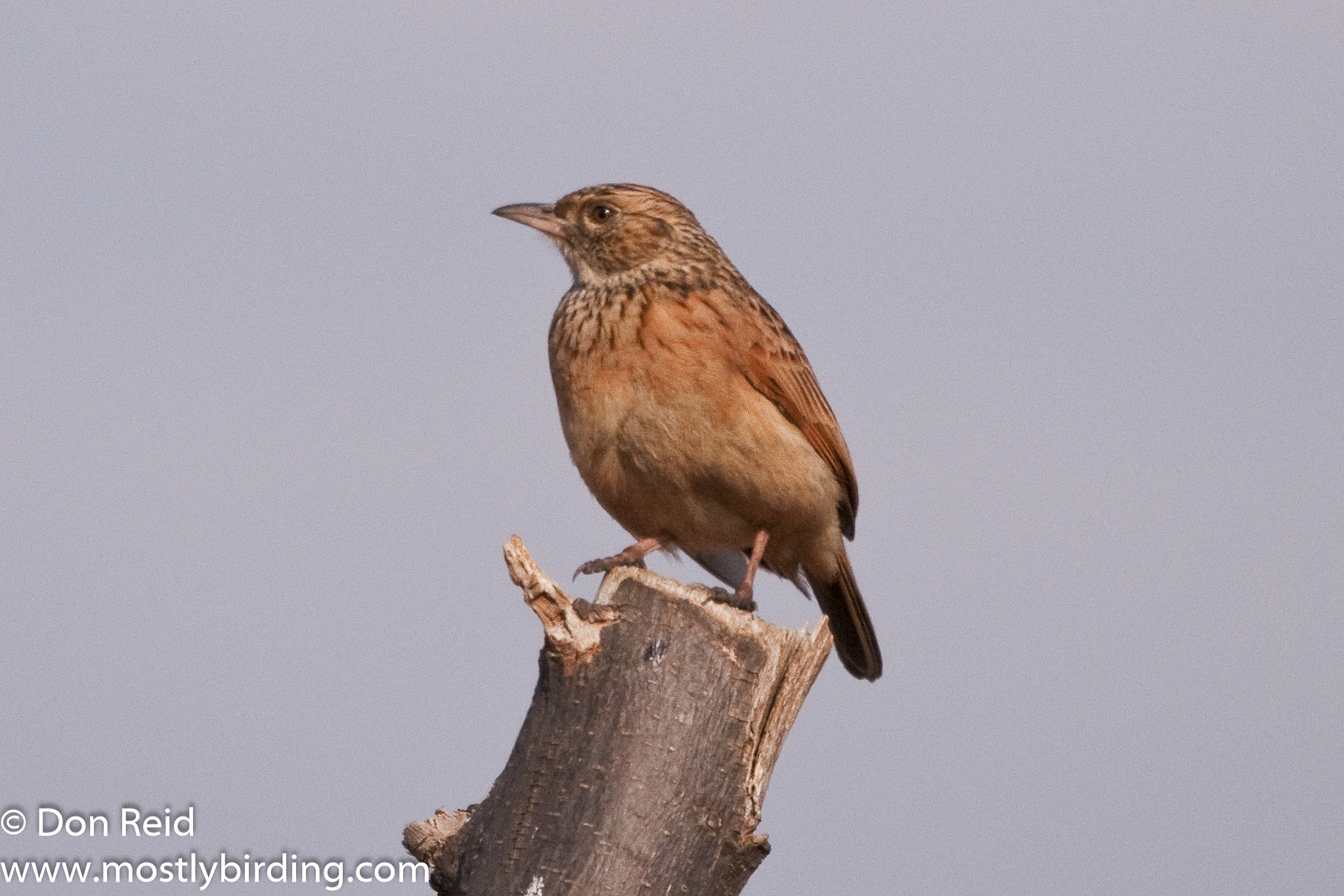 My Atlasing Month – March 2020 (Part 3 ) | Mostly Birding