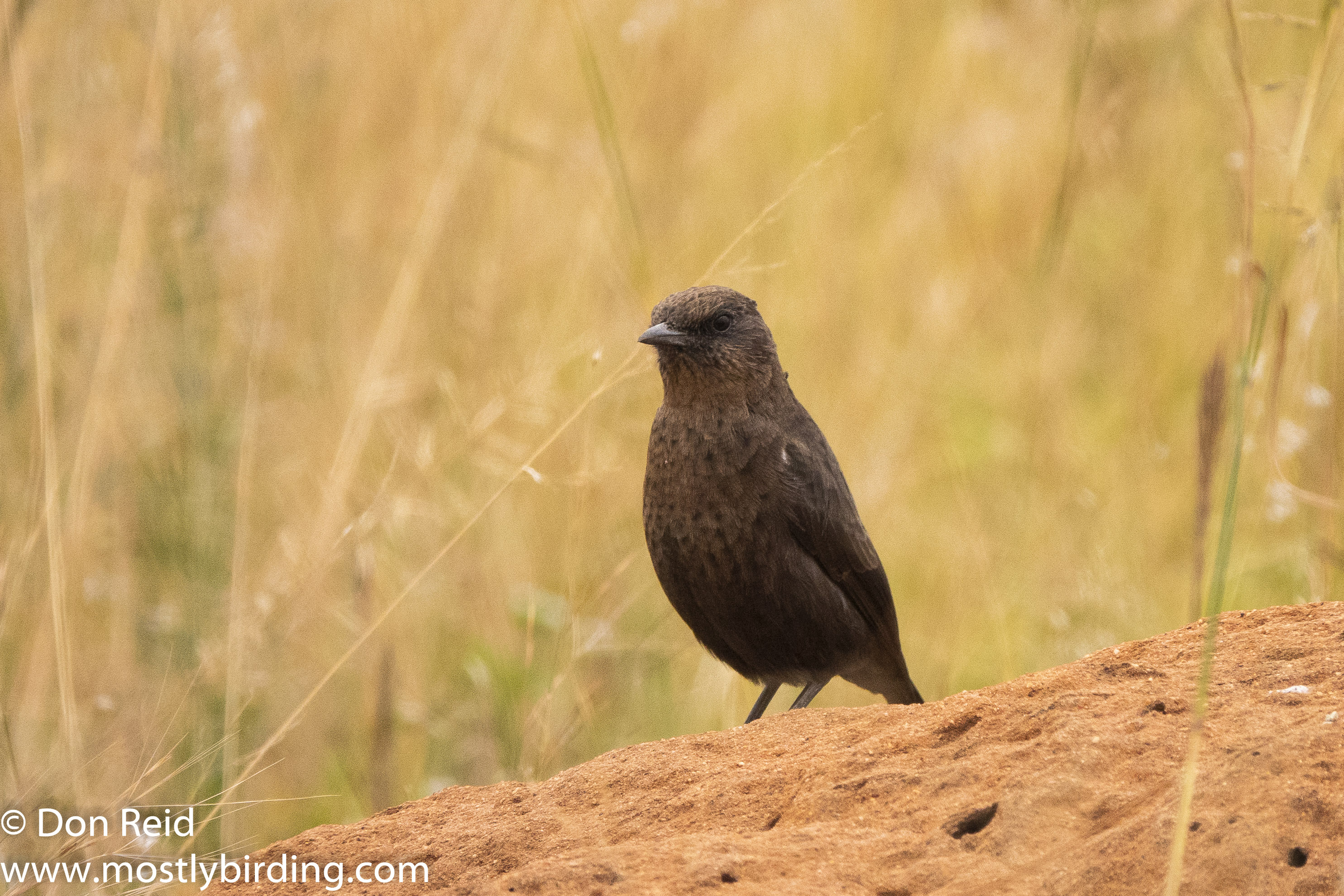 My Atlasing Month – March 2020 (Part 2 ) | Mostly Birding