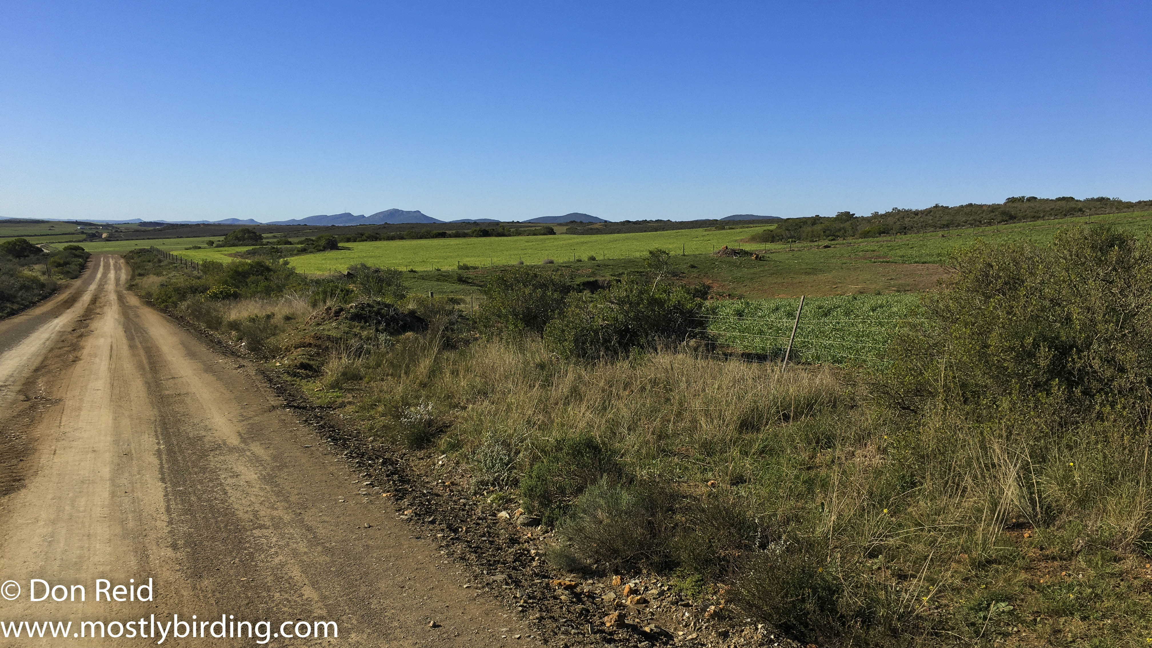 Albertinia | Mostly Birding