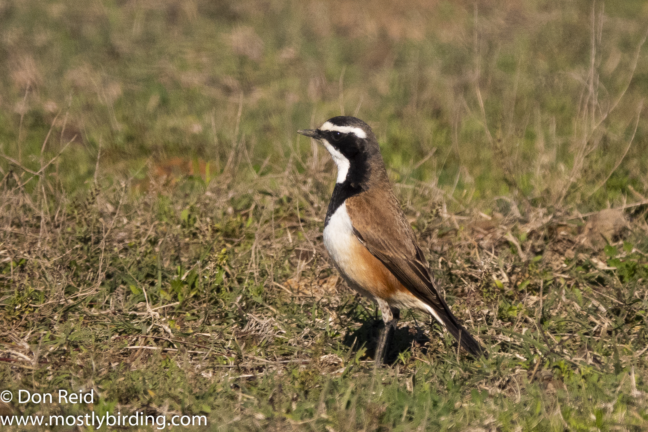 Albertinia | Mostly Birding