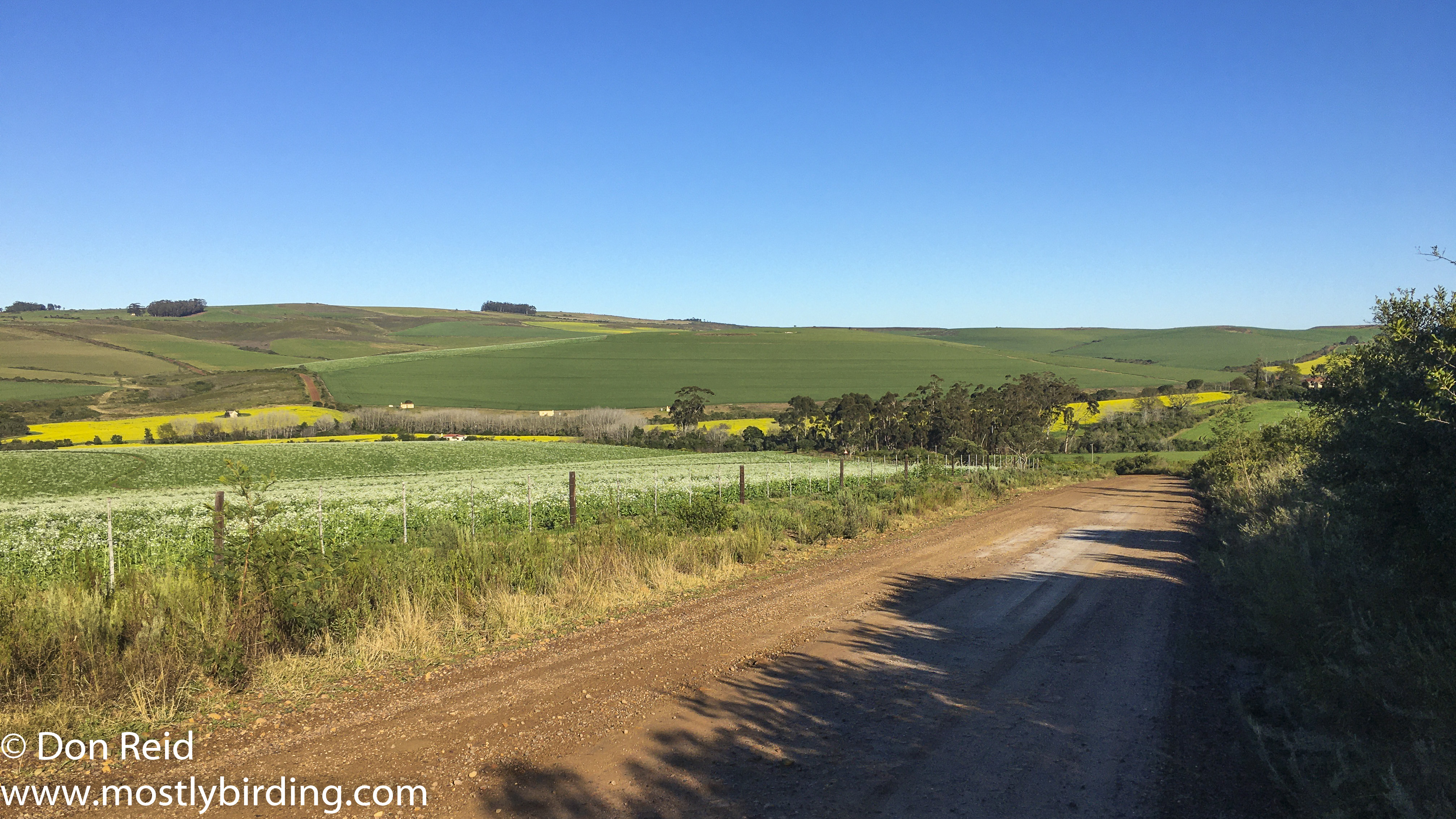 My Atlasing Month – August 2020 : Albertinia Area | Mostly Birding