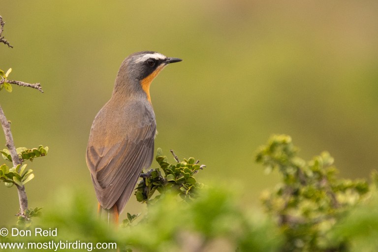 Game Reserves | Mostly Birding