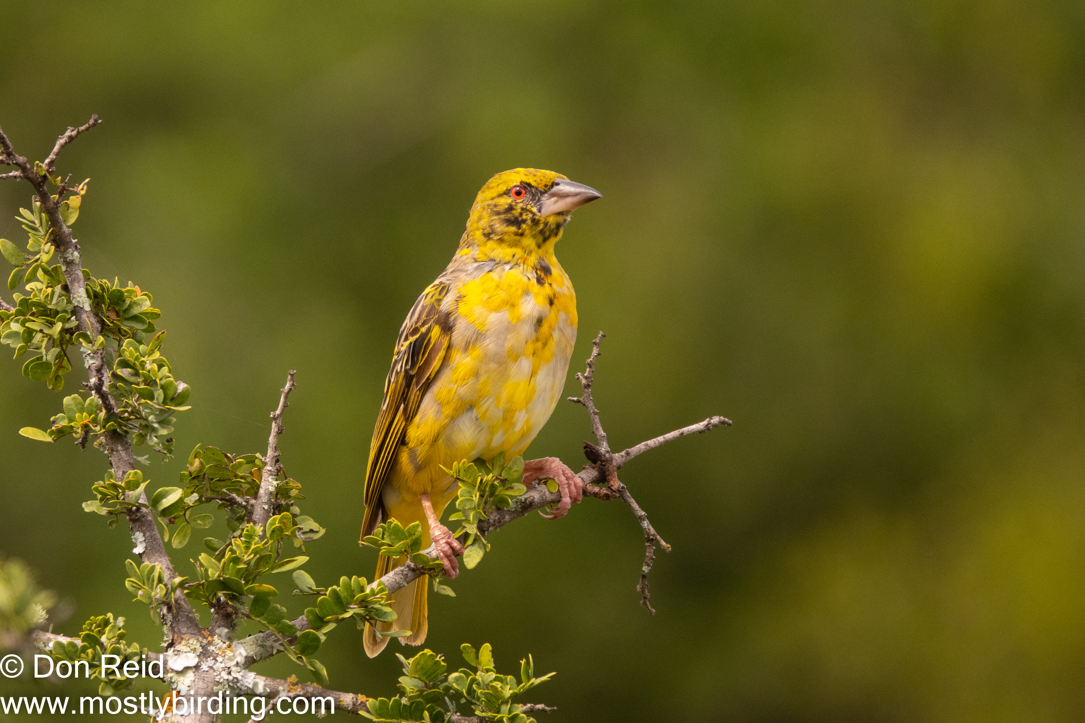 Game Reserves | Mostly Birding