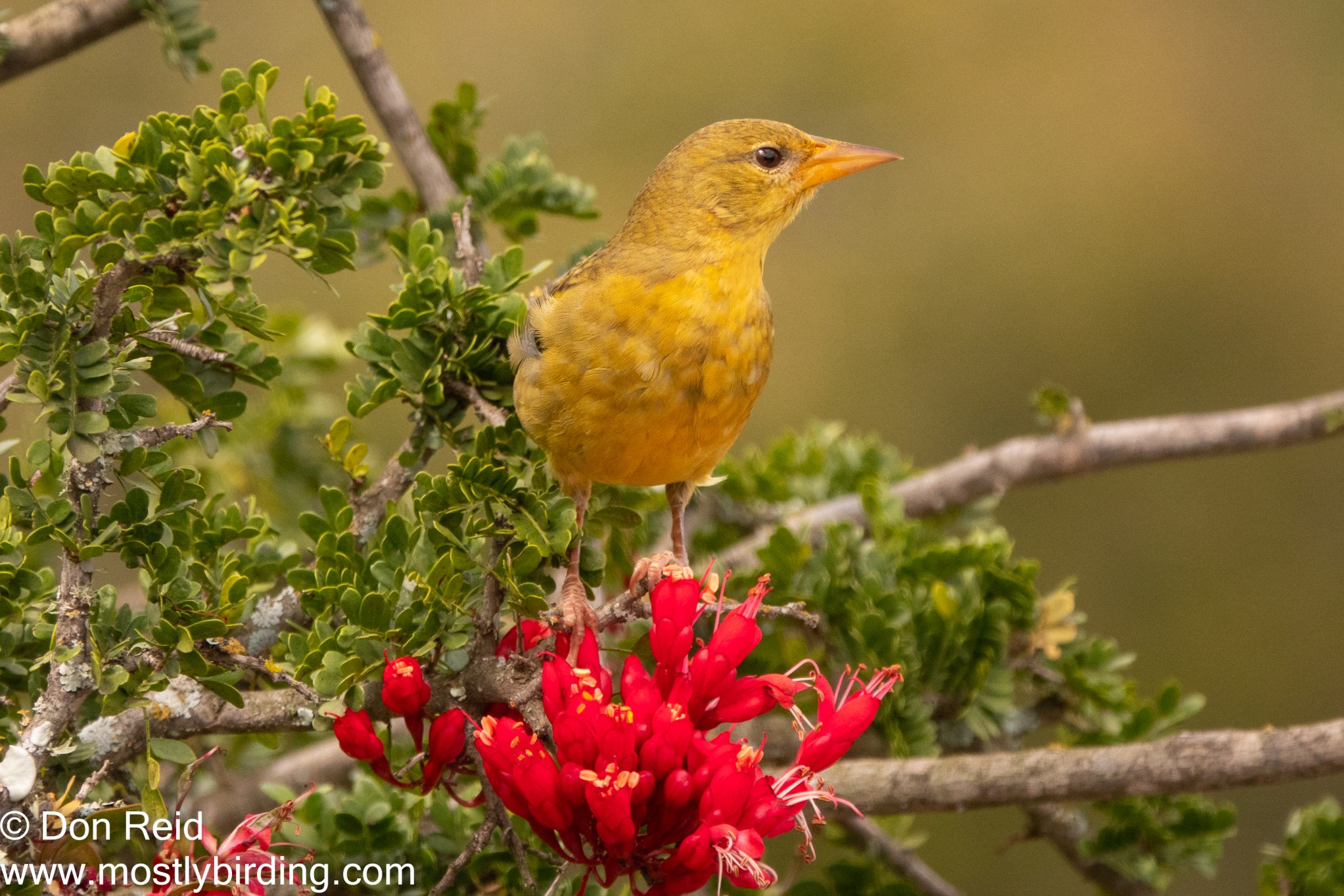 Game Reserves | Mostly Birding