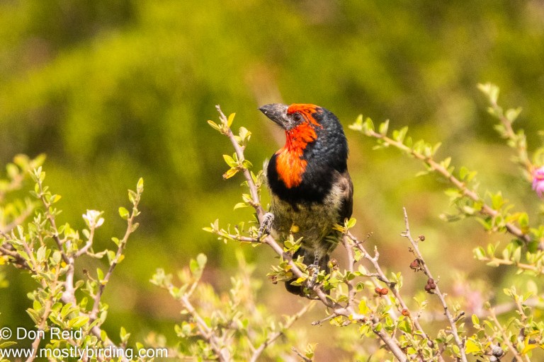 Game Reserves | Mostly Birding