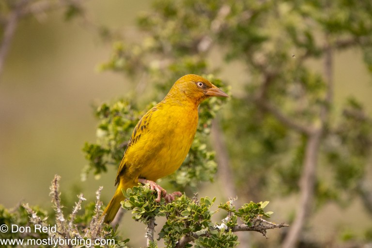 Game Reserves | Mostly Birding
