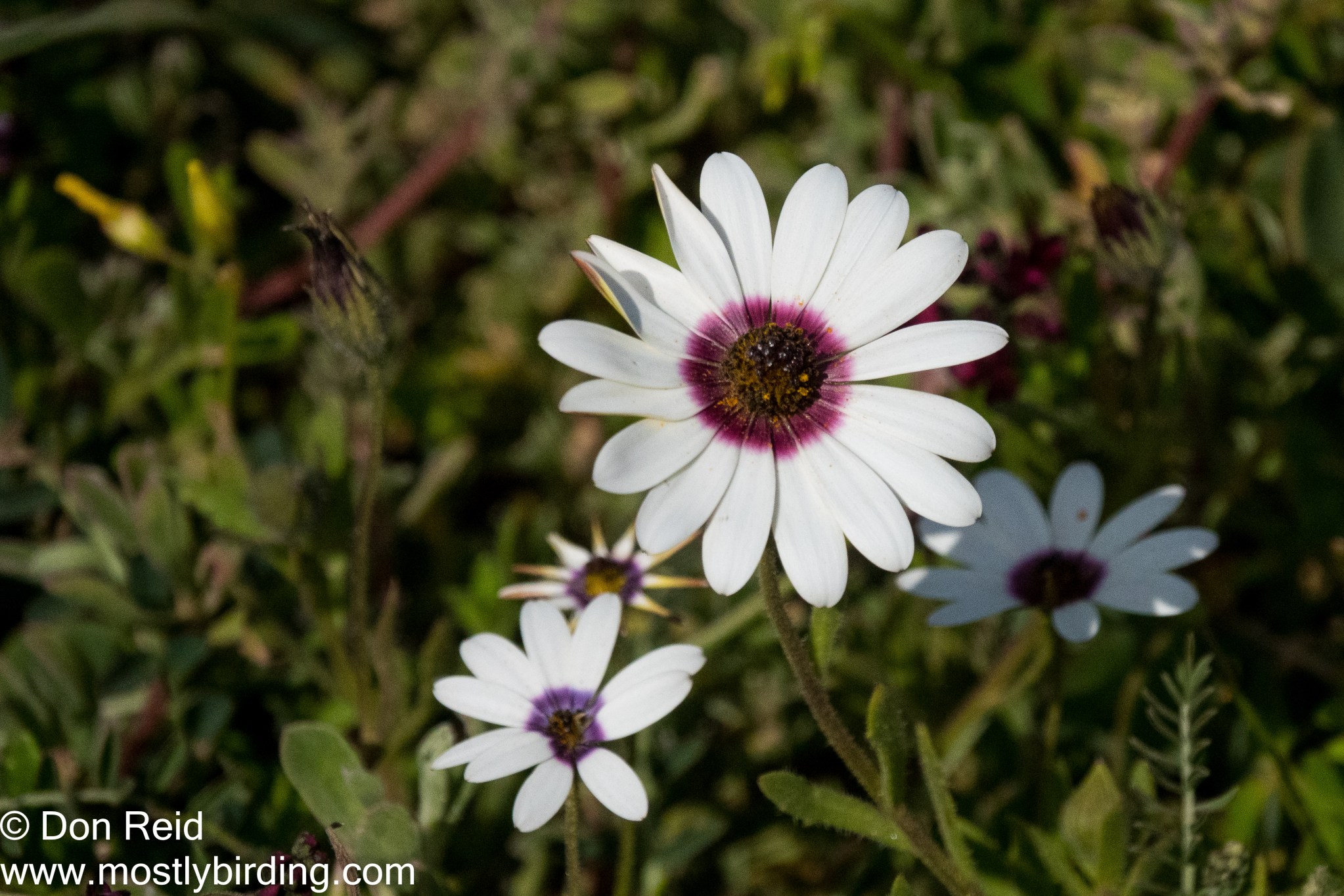 West Coast National Park – a Feast of Spring Flowers | Mostly Birding