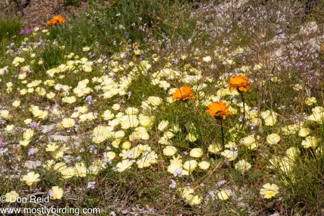 West Coast National Park – a Feast of Spring Flowers | Mostly Birding