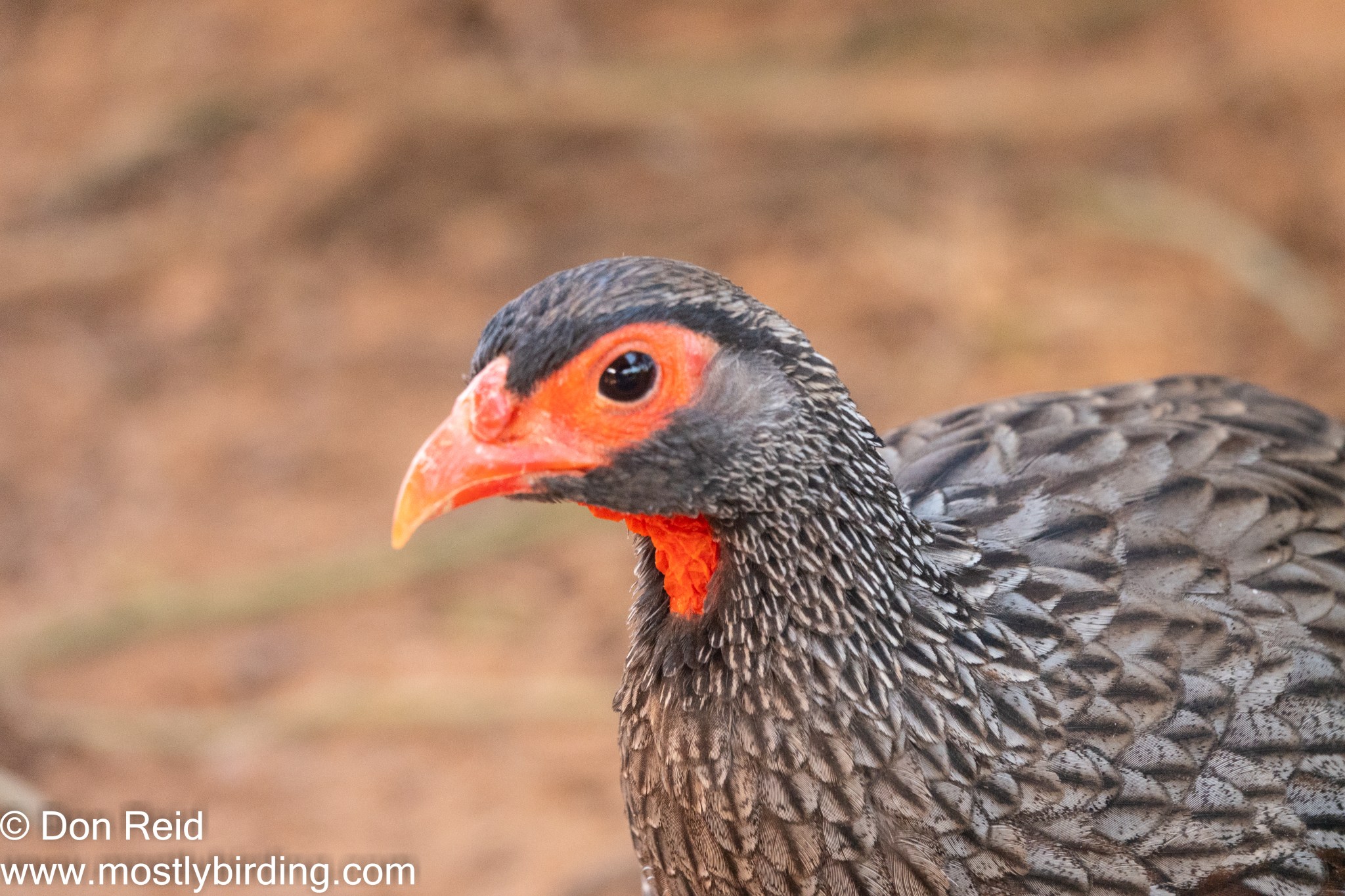 National Parks | Mostly Birding