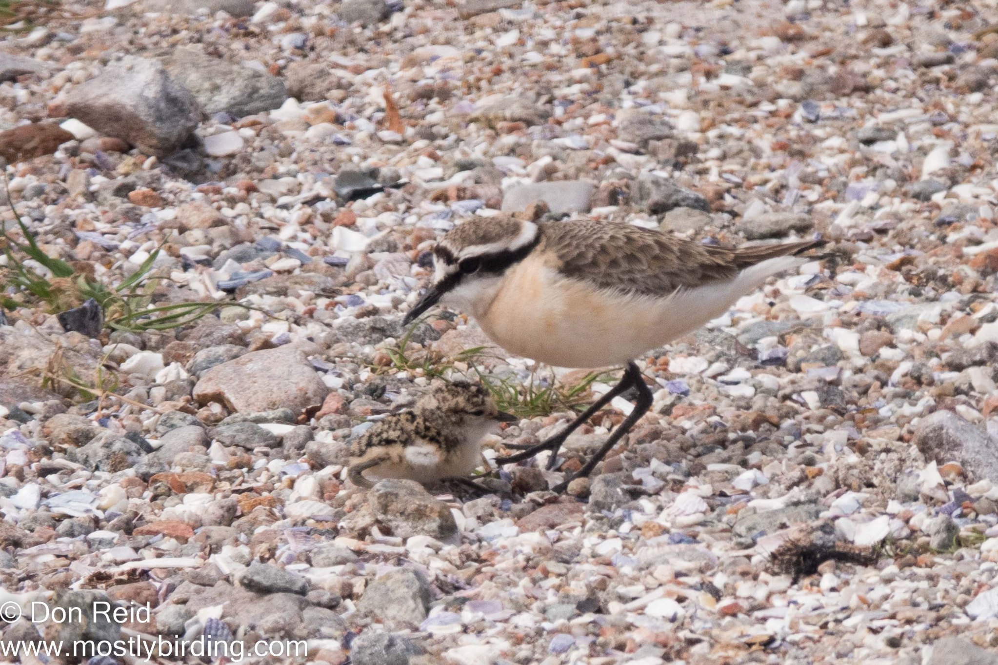 Birding Spots | Mostly Birding