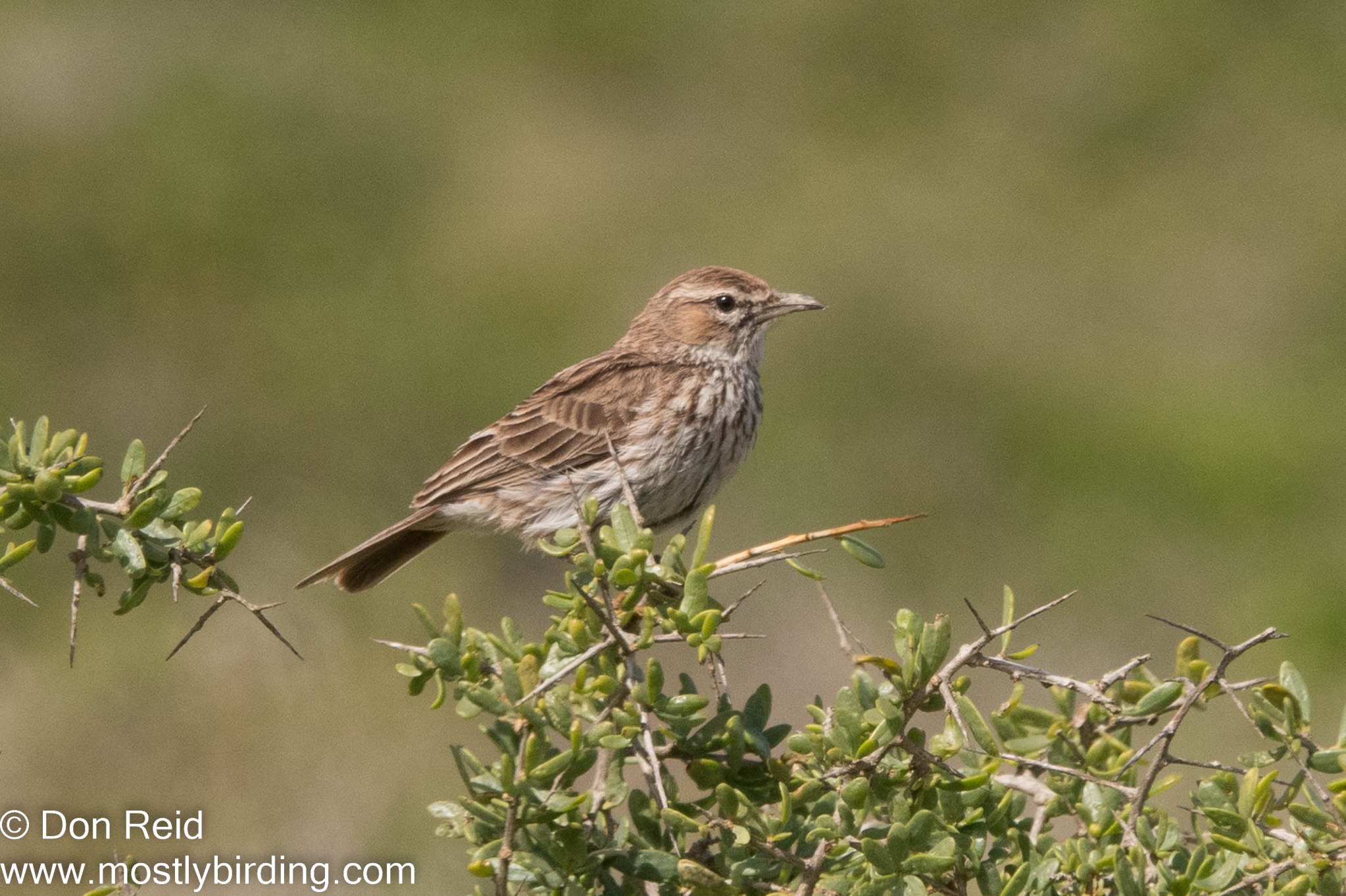 Birding Spots | Mostly Birding