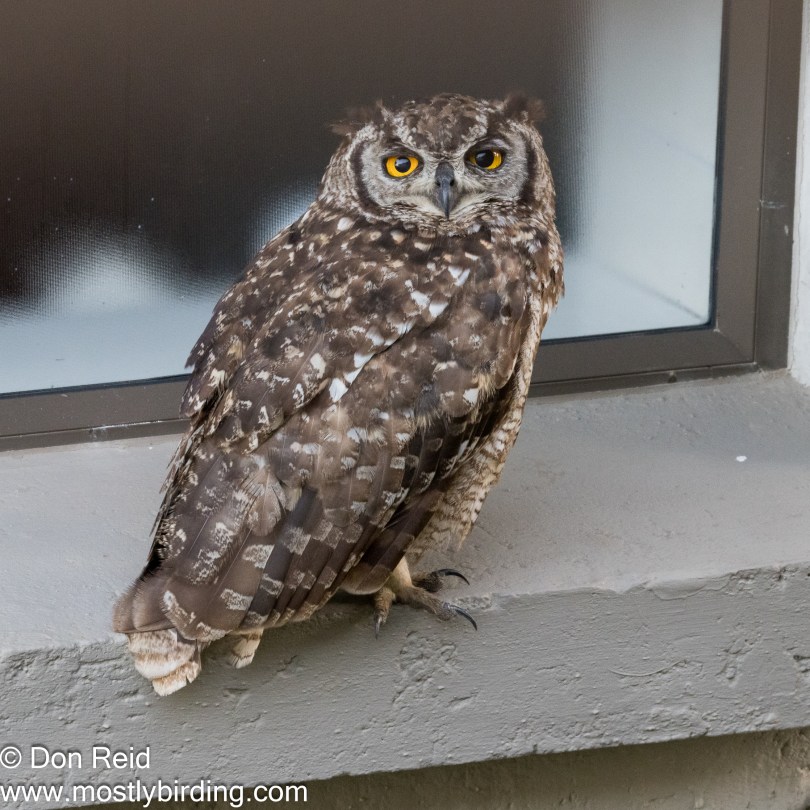 Spotted Eagle-Owl Bubo africanus Gevlekte ooruil, Mossel Bay Golf ...
