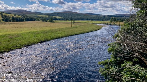 A Week in Scotland – the Magnificent Findhorn Valley | Mostly Birding