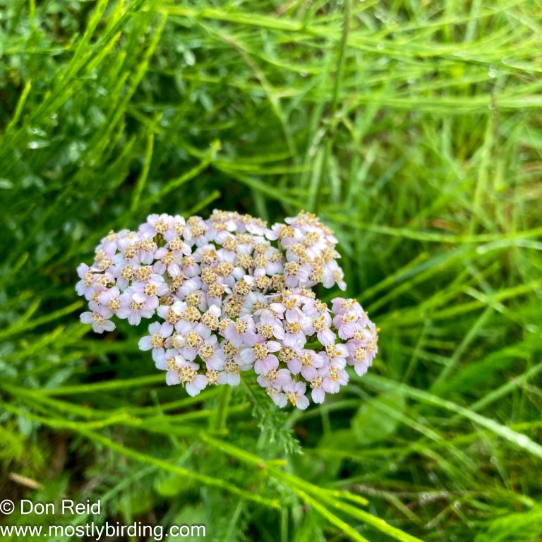 A Week in Scotland – the Magnificent Findhorn Valley | Mostly Birding