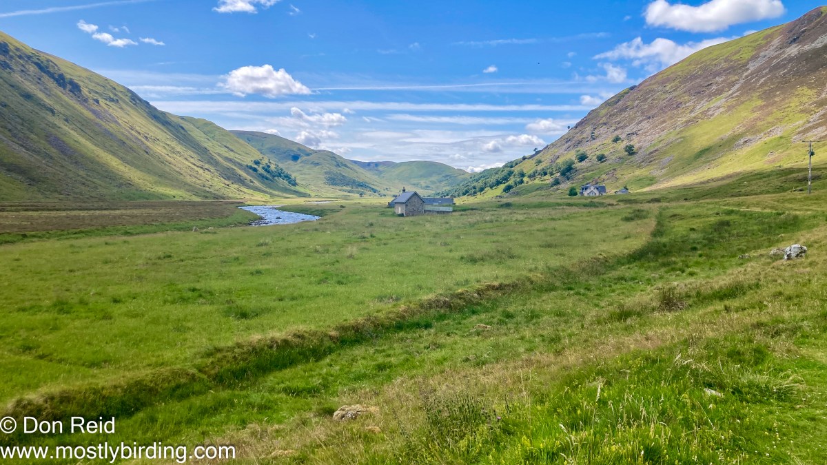 A Week in Scotland – the Magnificent Findhorn Valley | Mostly Birding