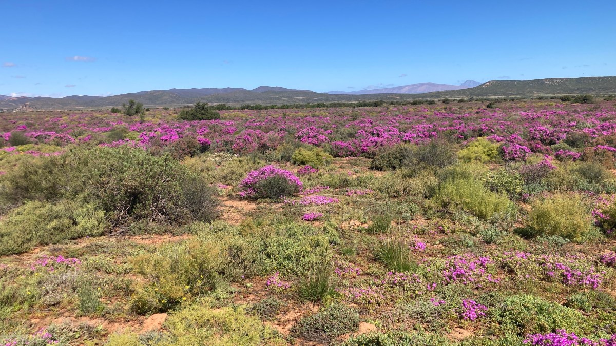Karoo in Flower | Mostly Birding