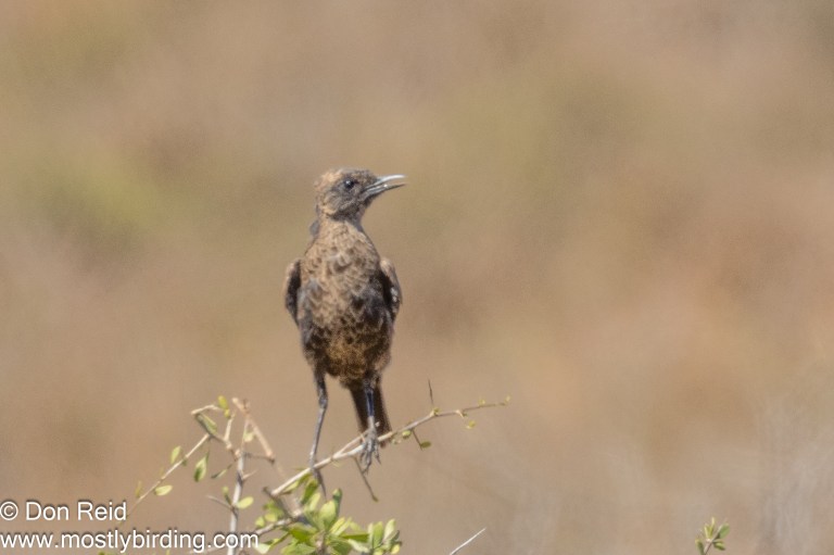National Parks | Mostly Birding