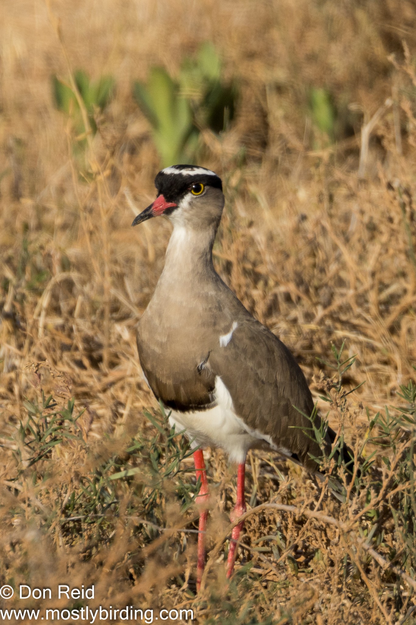 Birding South Africa | Mostly Birding