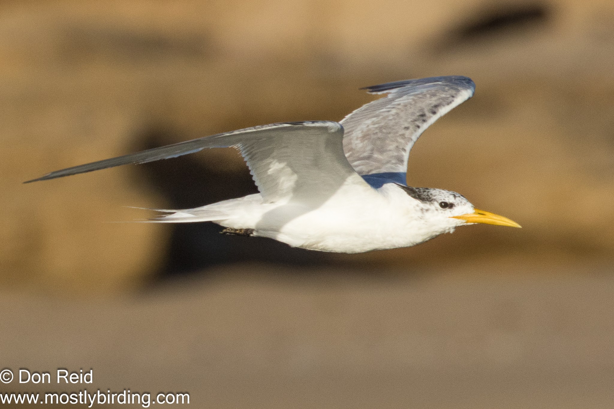 Atlasing Tales 13 – Klein Brak Estuary : A Rose amongst the Terns ...