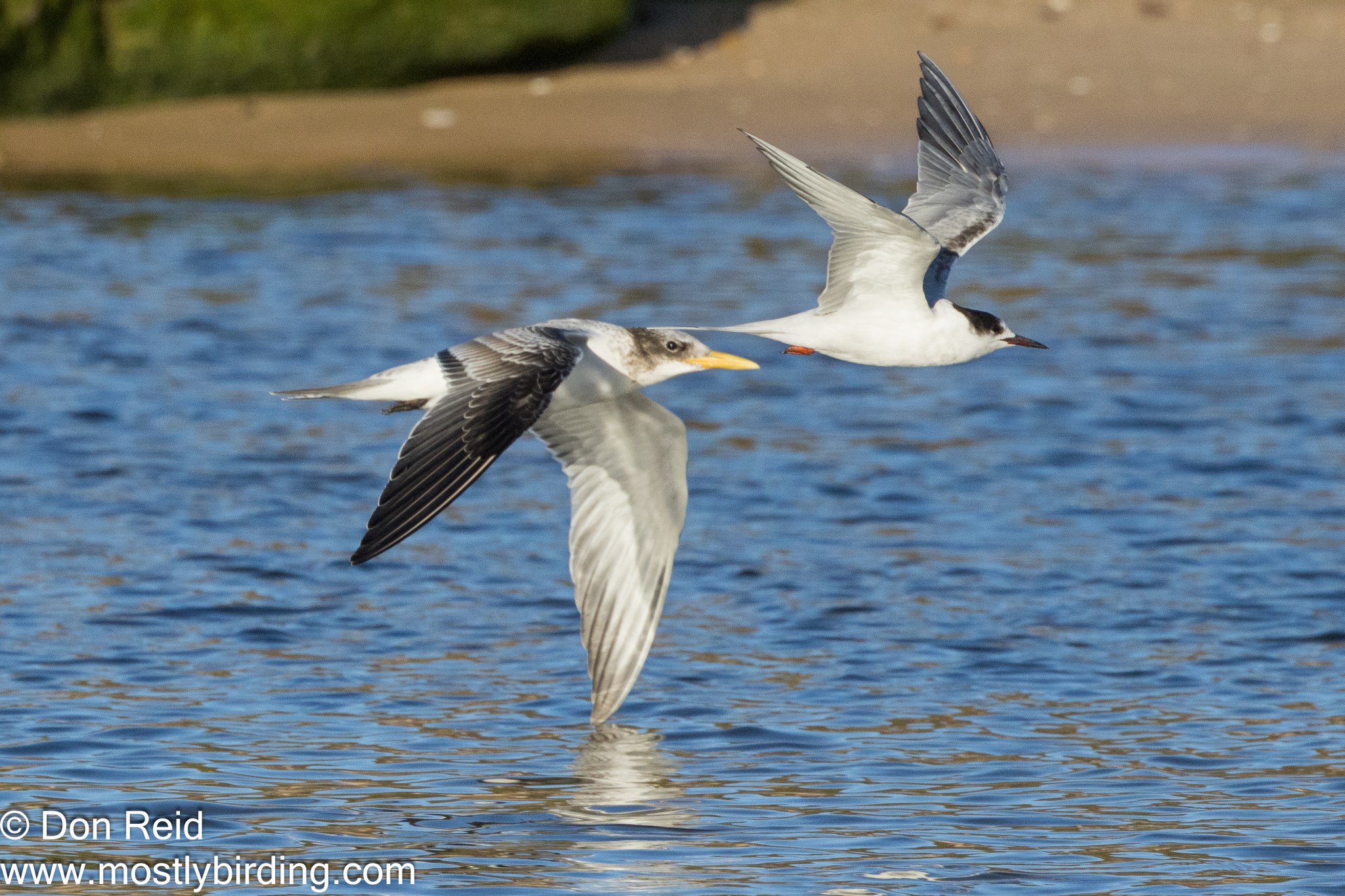 Atlasing Tales 13 – Klein Brak Estuary : A Rose amongst the Terns ...