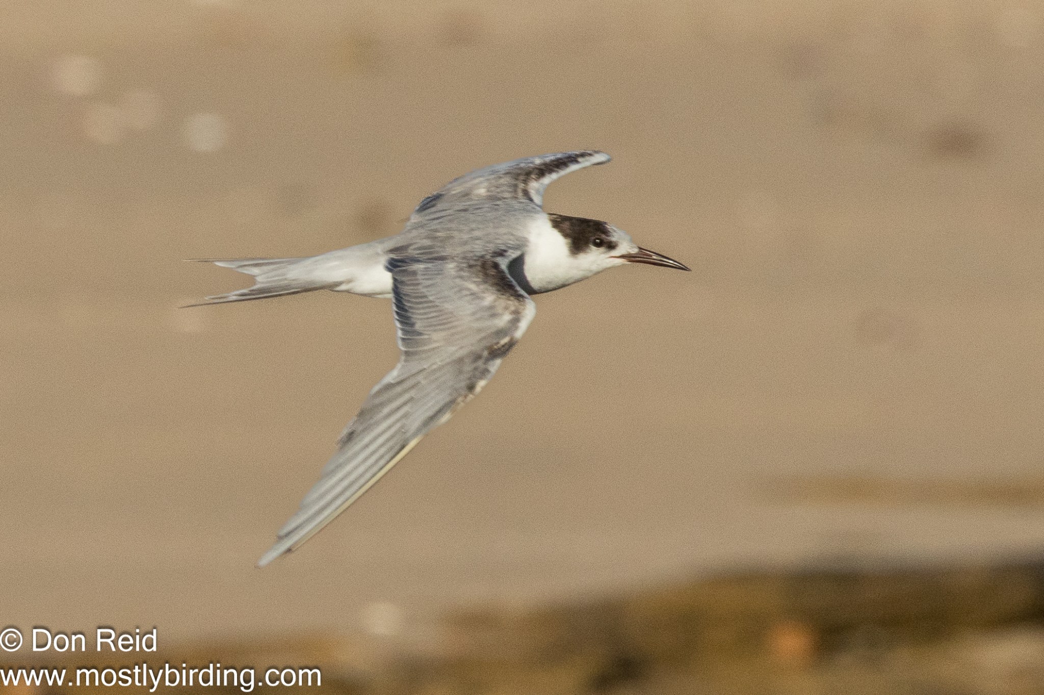Atlasing Tales 13 – Klein Brak Estuary : A Rose amongst the Terns ...